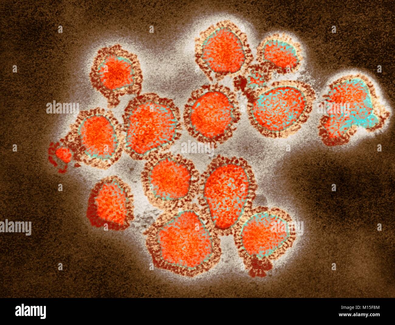 Influenza virion tem -Fotos und -Bildmaterial in hoher Auflösung – Alamy