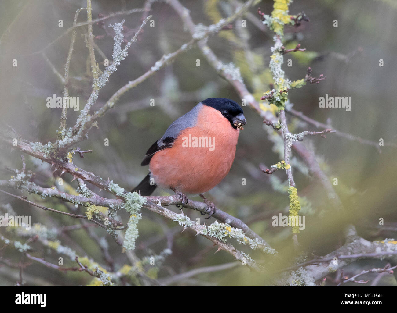 Gimpel vogel -Fotos und -Bildmaterial in hoher Auflösung – Alamy