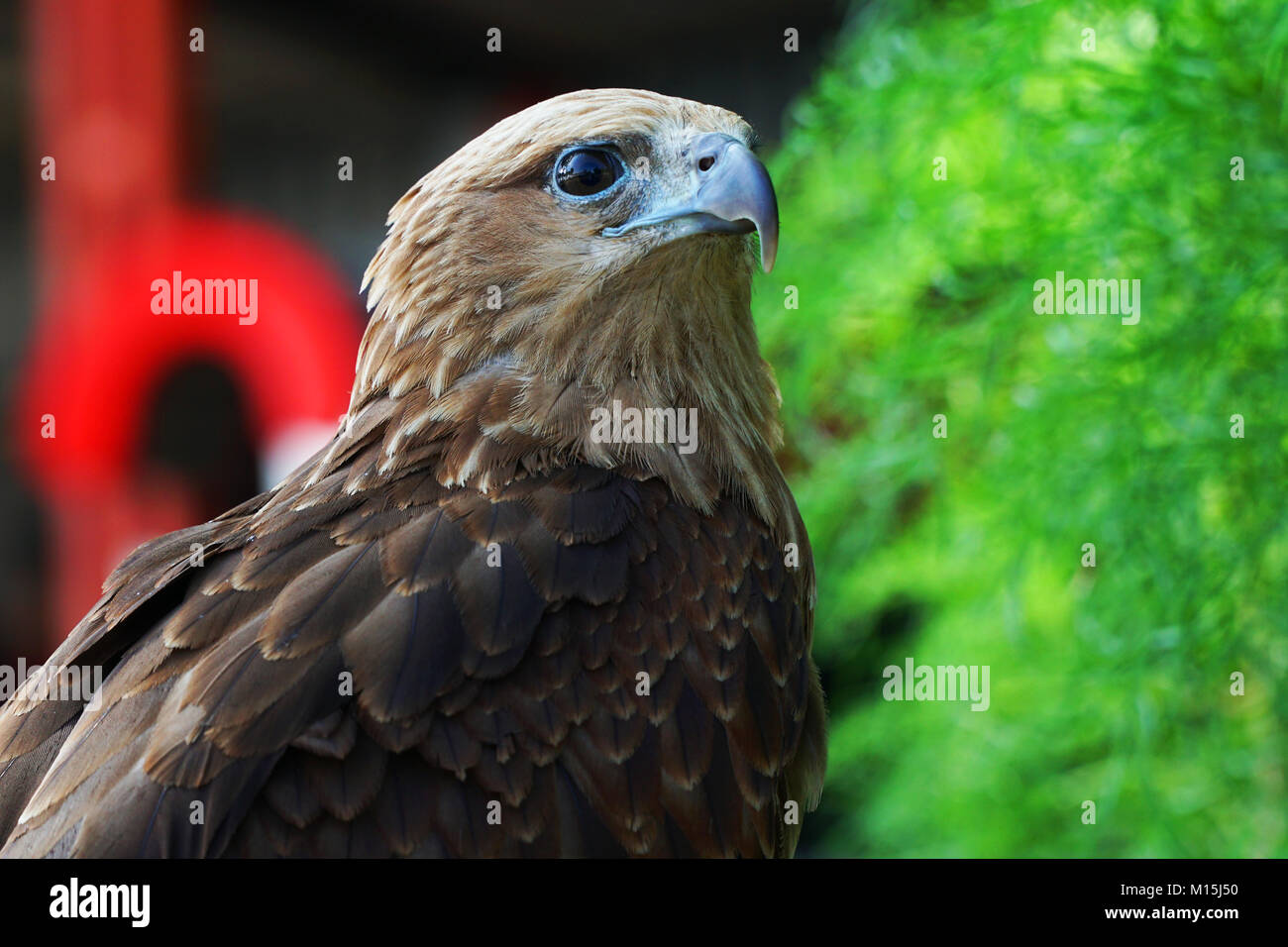 West java adler -Fotos und -Bildmaterial in hoher Auflösung – Alamy