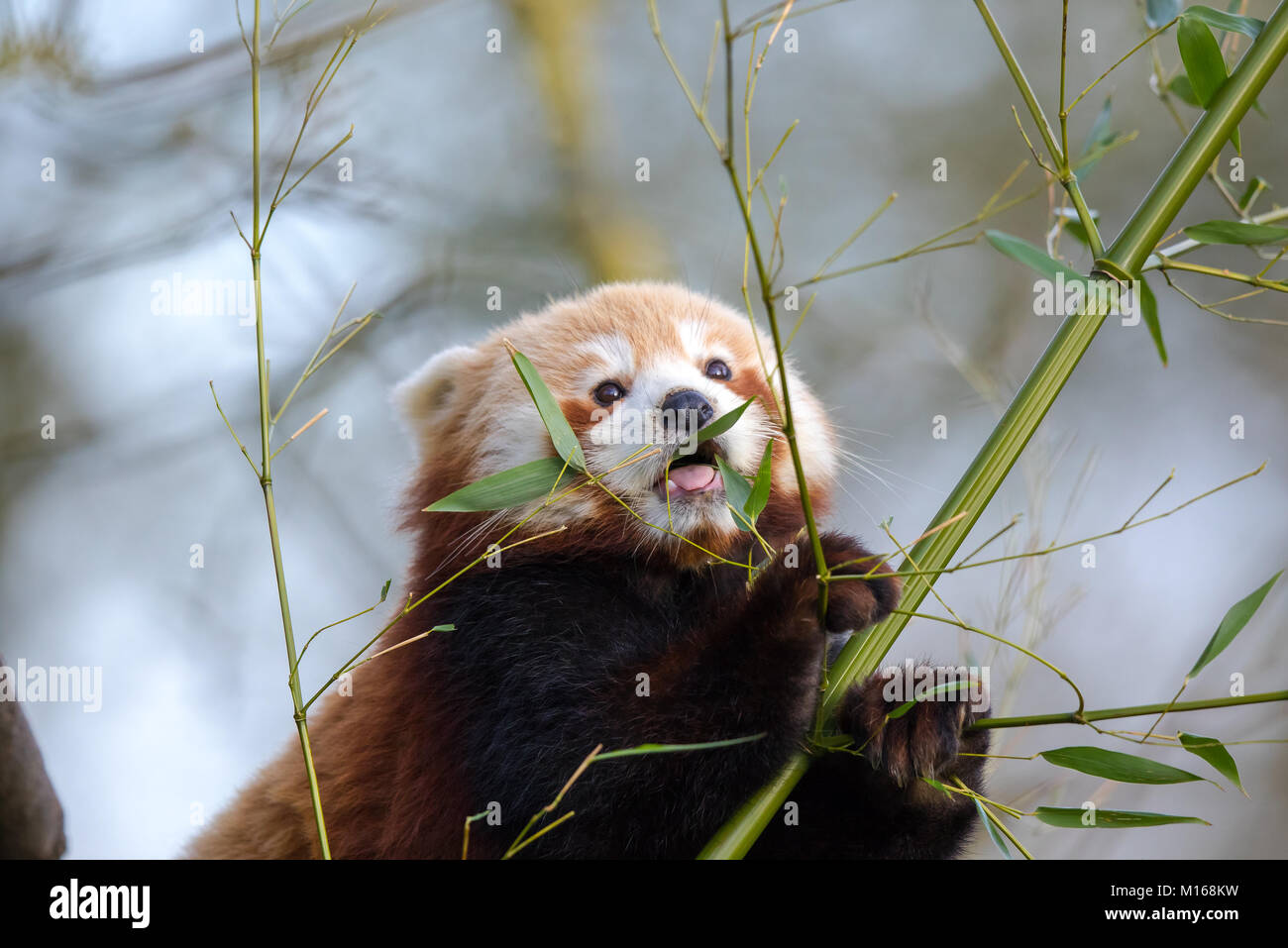 Roter panda in einem baum -Fotos und -Bildmaterial in hoher Auflösung ...