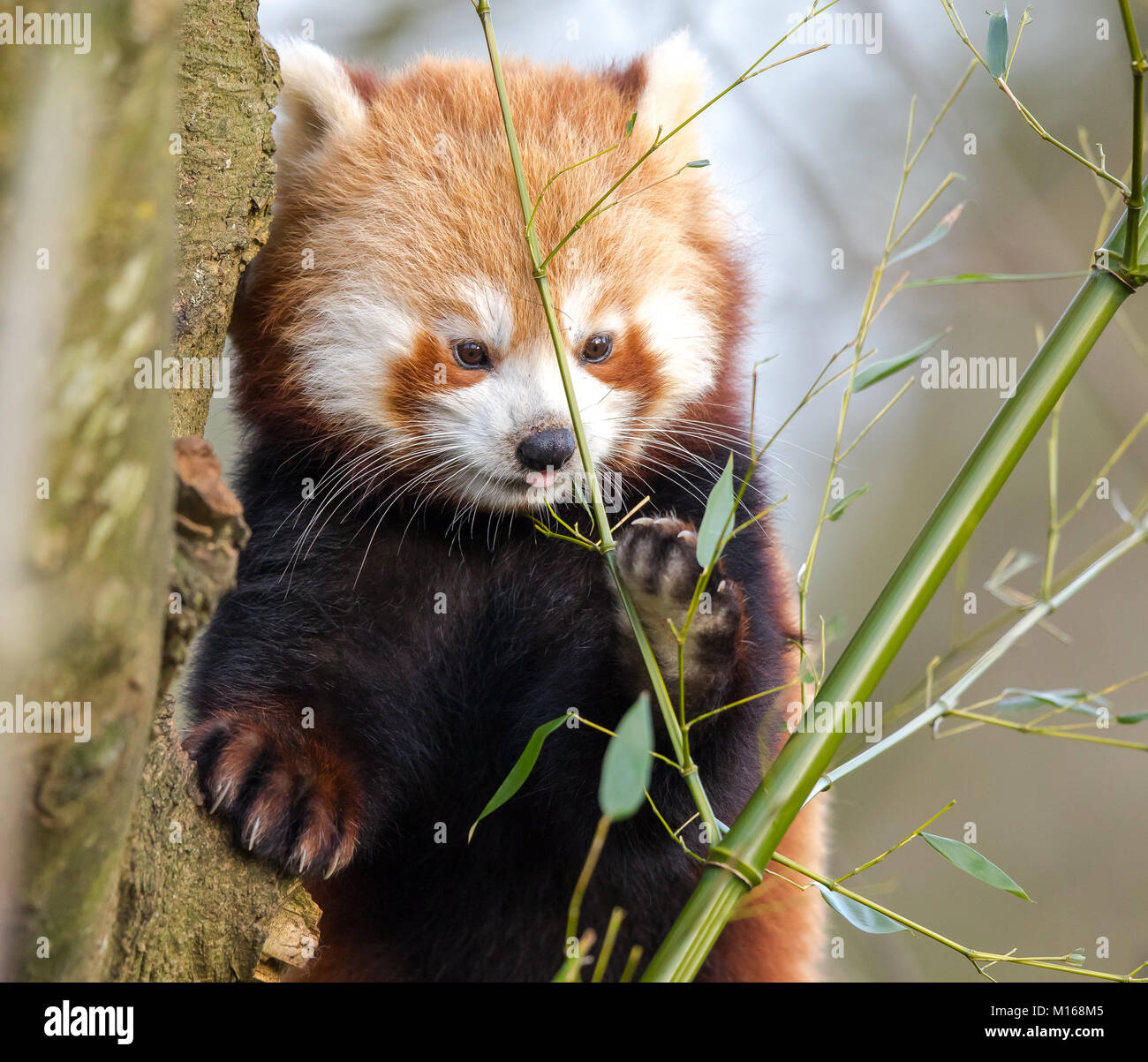 Rote Pandas Stockfotos und -bilder Kaufen - Alamy