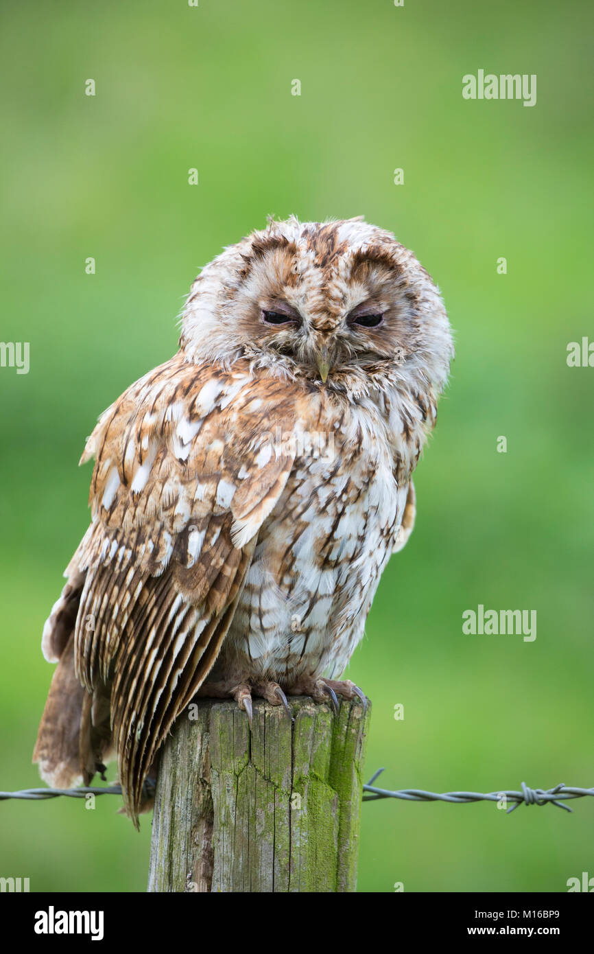 Eulen in england -Fotos und -Bildmaterial in hoher Auflösung – Alamy