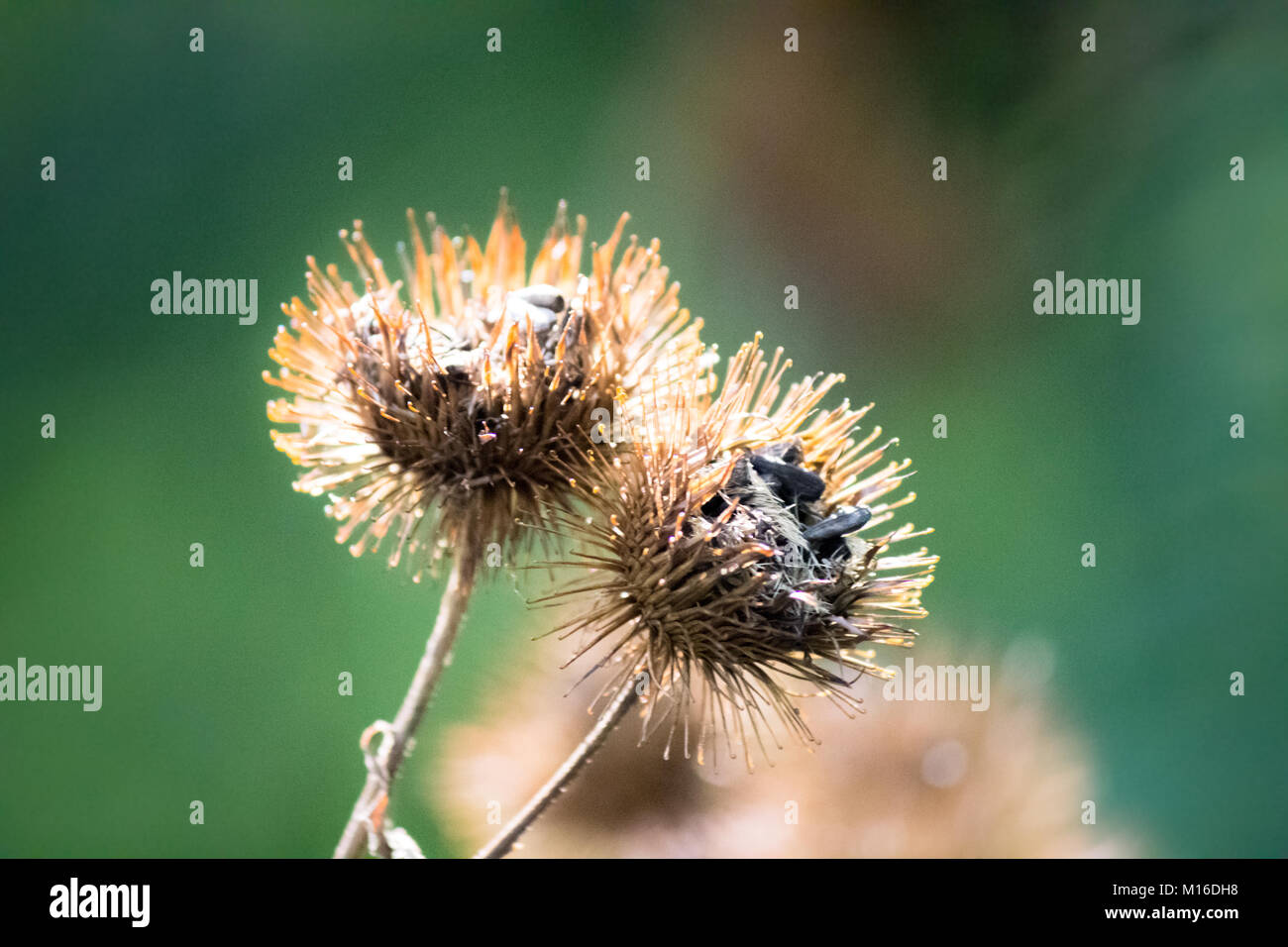 Velcro weed -Fotos und -Bildmaterial in hoher Auflösung – Alamy