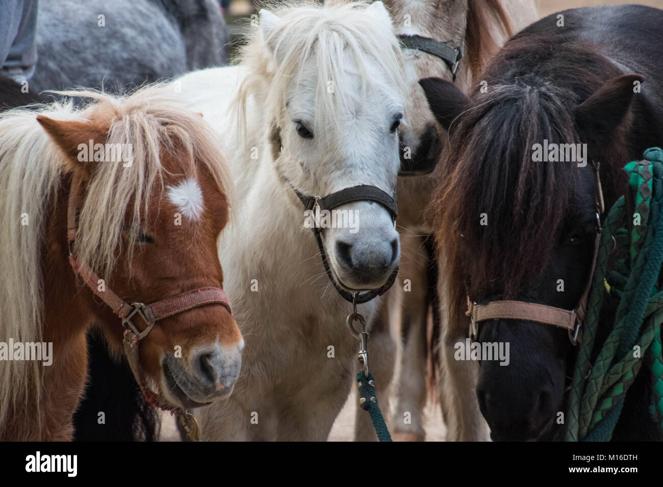 Pony trio Stockfotos und -bilder Kaufen - Alamy