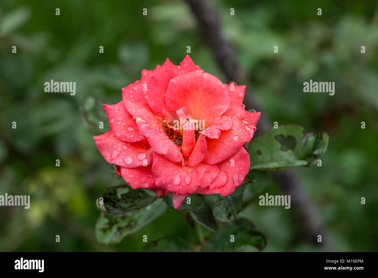 Morgen mit rose -Fotos und -Bildmaterial in hoher Auflösung – Alamy