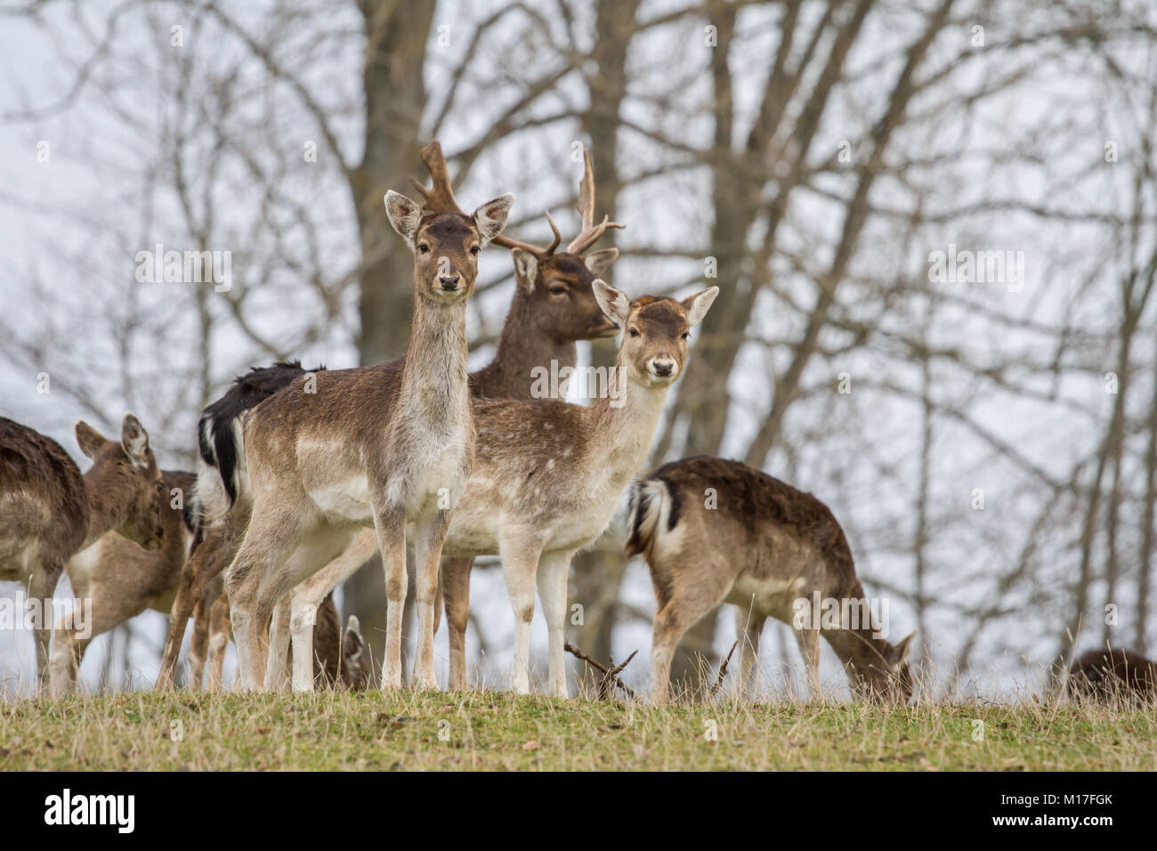 Damwild herde -Fotos und -Bildmaterial in hoher Auflösung – Alamy