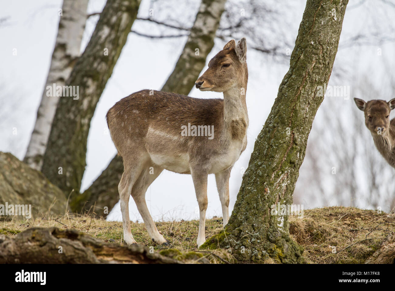 Europaischer damhirsch -Fotos und -Bildmaterial in hoher Auflösung – Alamy