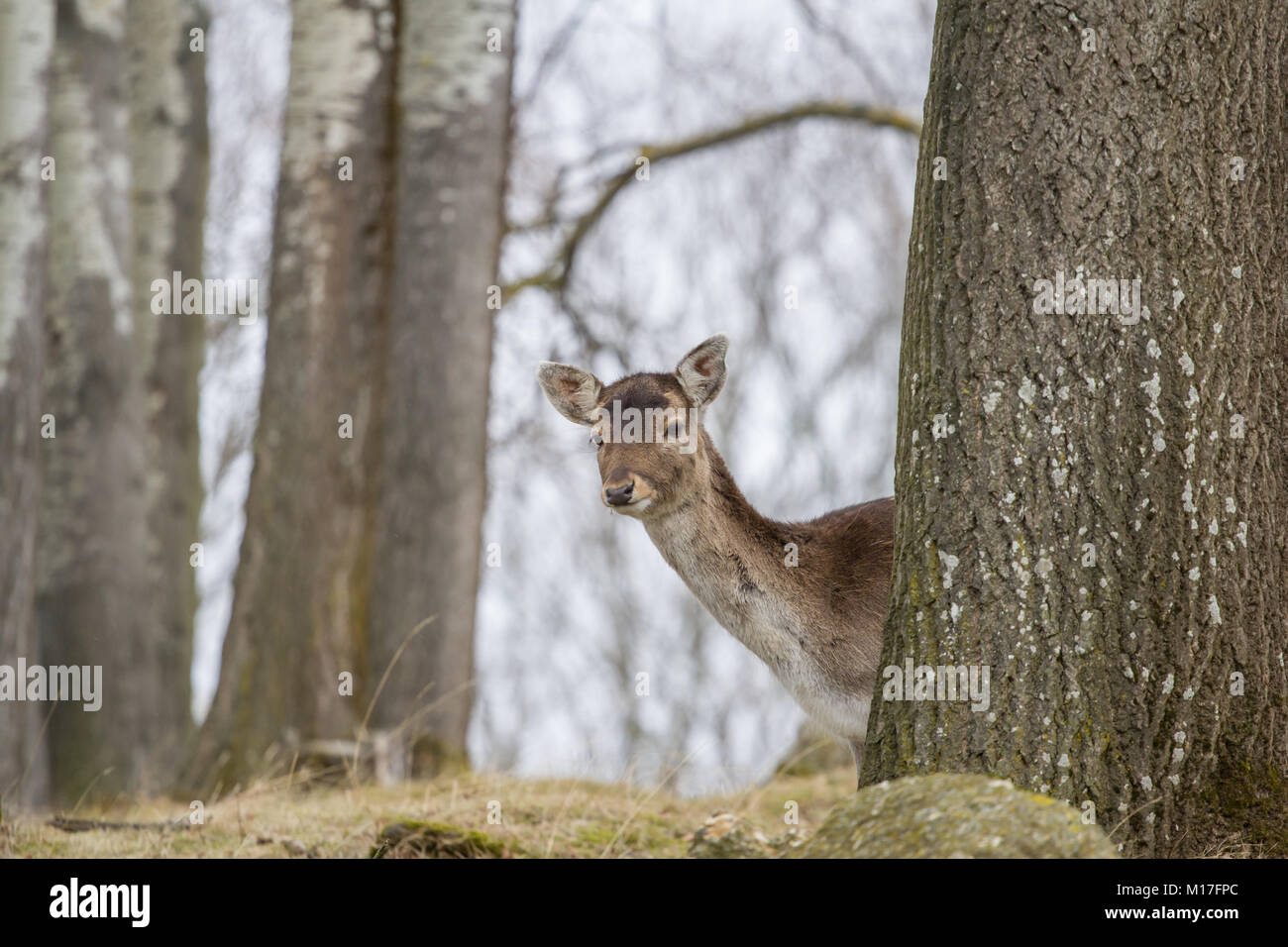 Damwild gehege -Fotos und -Bildmaterial in hoher Auflösung – Alamy