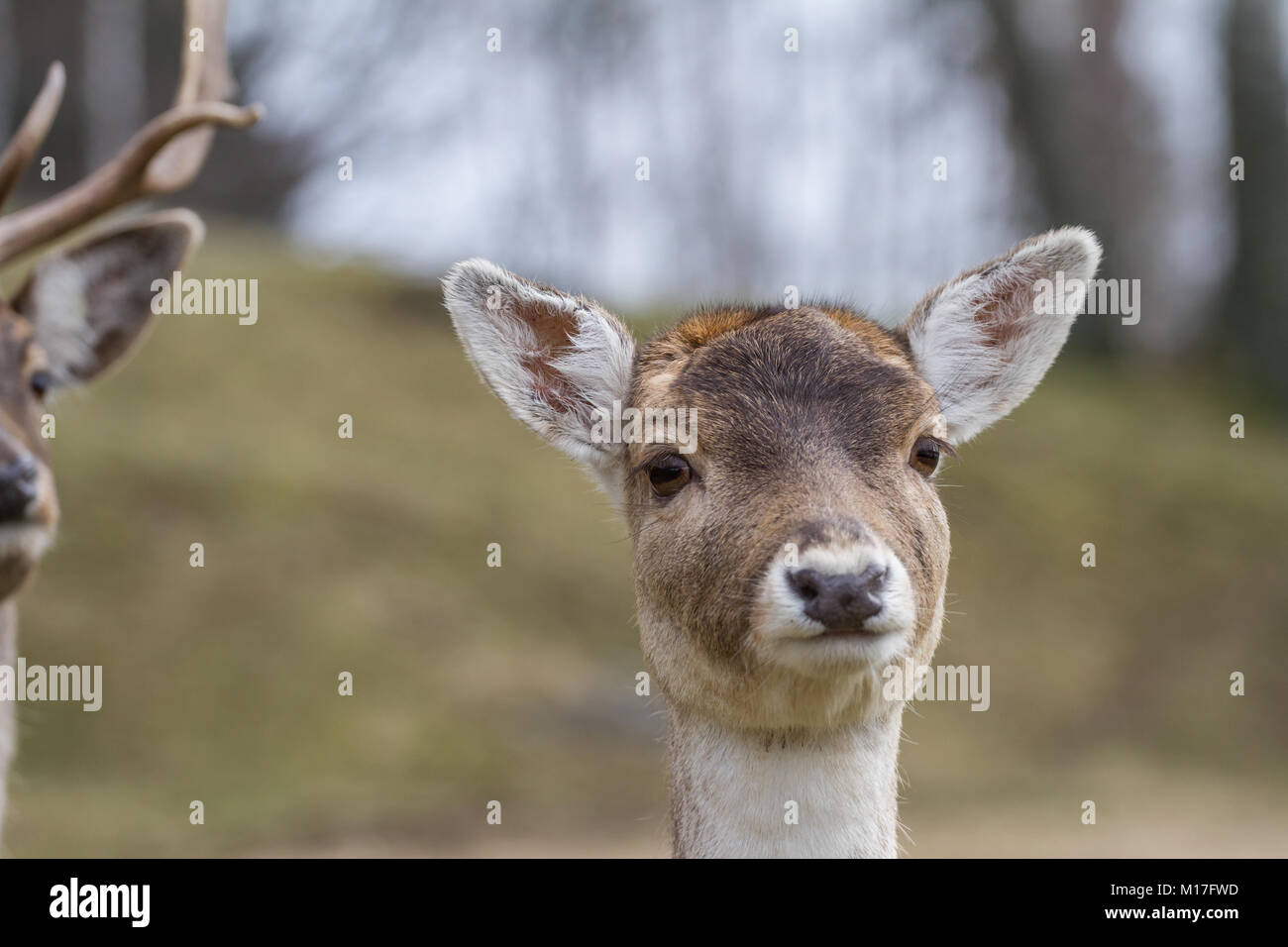 Europaischer damhirsch -Fotos und -Bildmaterial in hoher Auflösung – Alamy