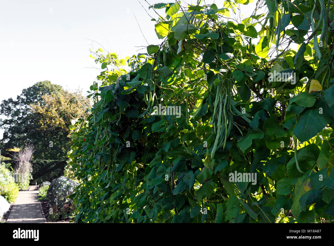 RUNNER BEAN BENCHMASTER. PHASEOLUS COCCINEUS Stockfotografie - Alamy