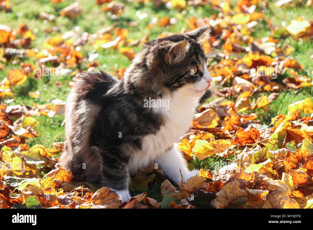 In dieser saison katze -Fotos und -Bildmaterial in hoher Auflösung – Alamy