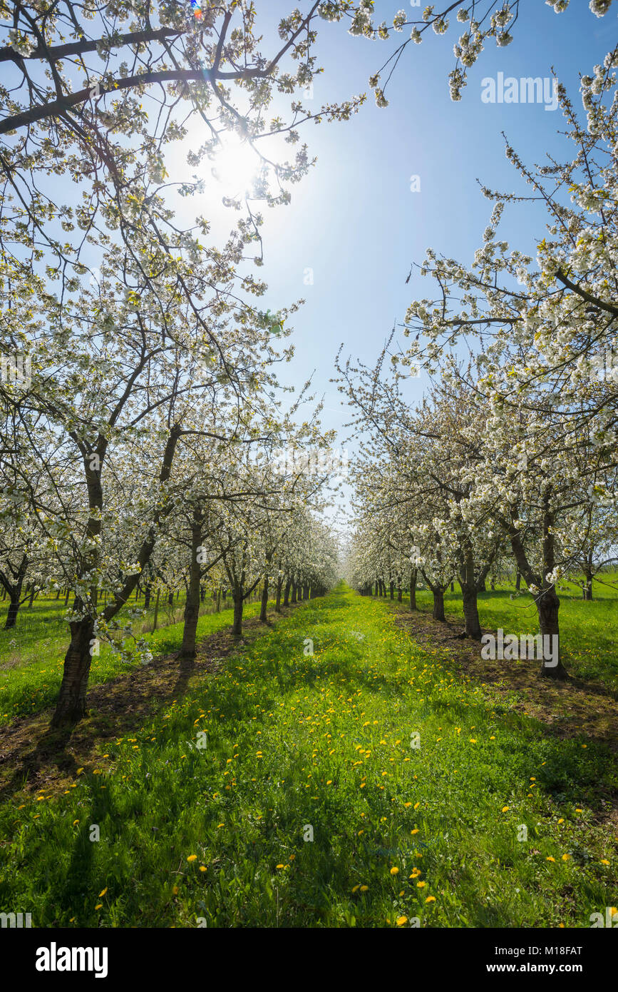 Fruit plantations -Fotos und -Bildmaterial in hoher Auflösung – Alamy