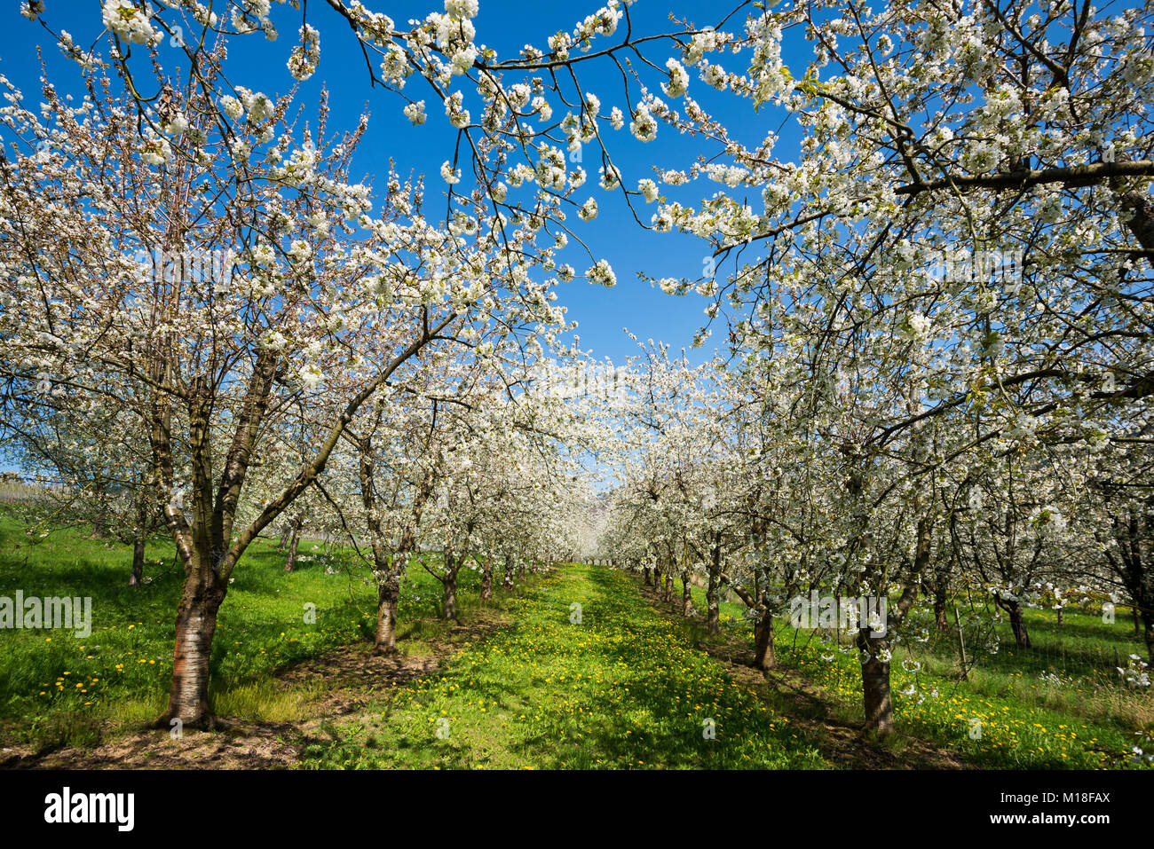 Fruit plantations -Fotos und -Bildmaterial in hoher Auflösung – Alamy