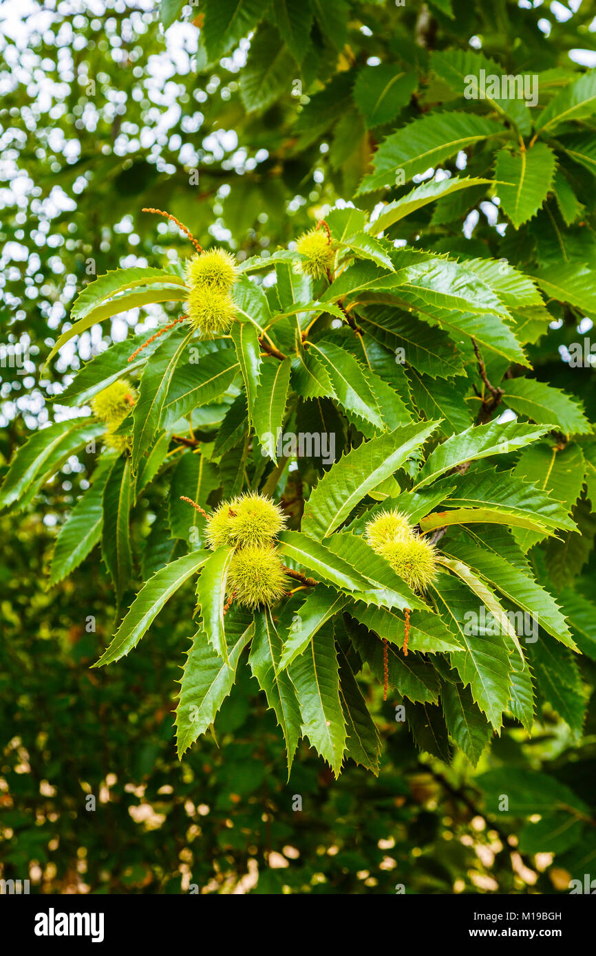 Blätter und Kastanien. Edelkastanie (Castanea sativa Stockfotografie ...
