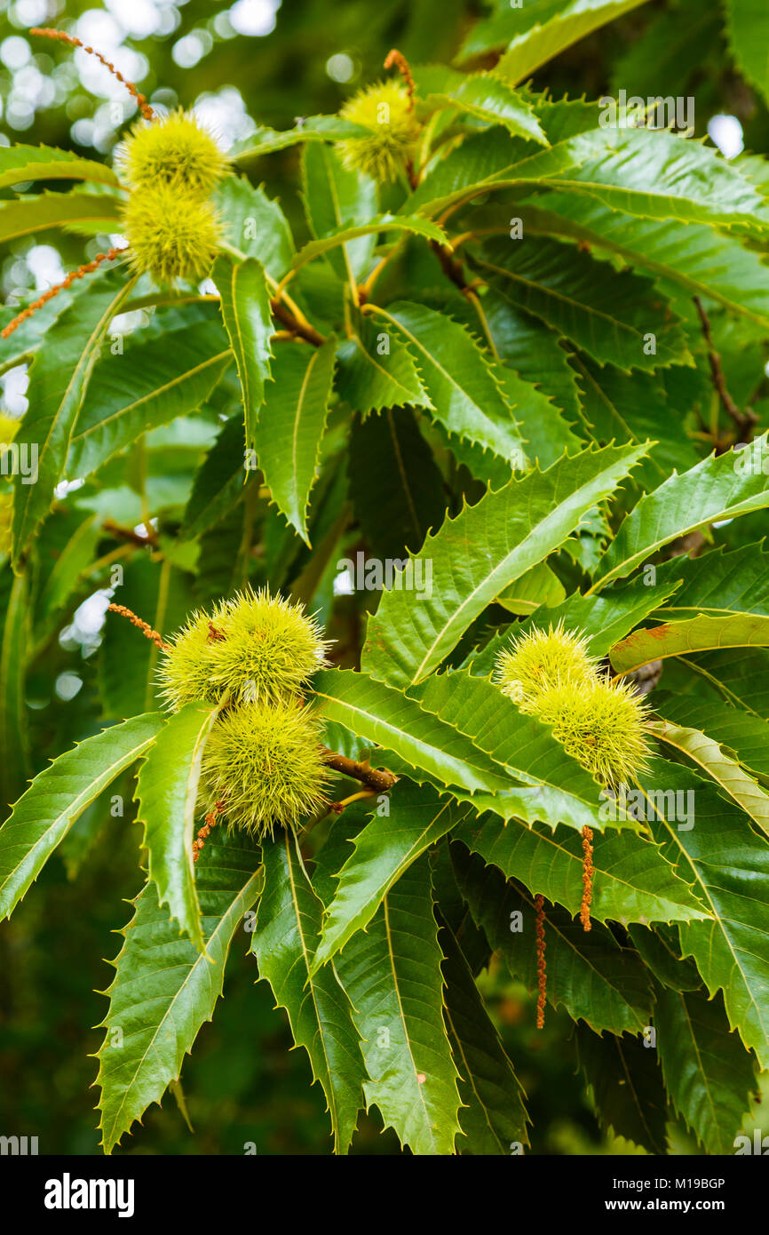 Blätter und Kastanien. Edelkastanie (Castanea sativa Stockfotografie ...