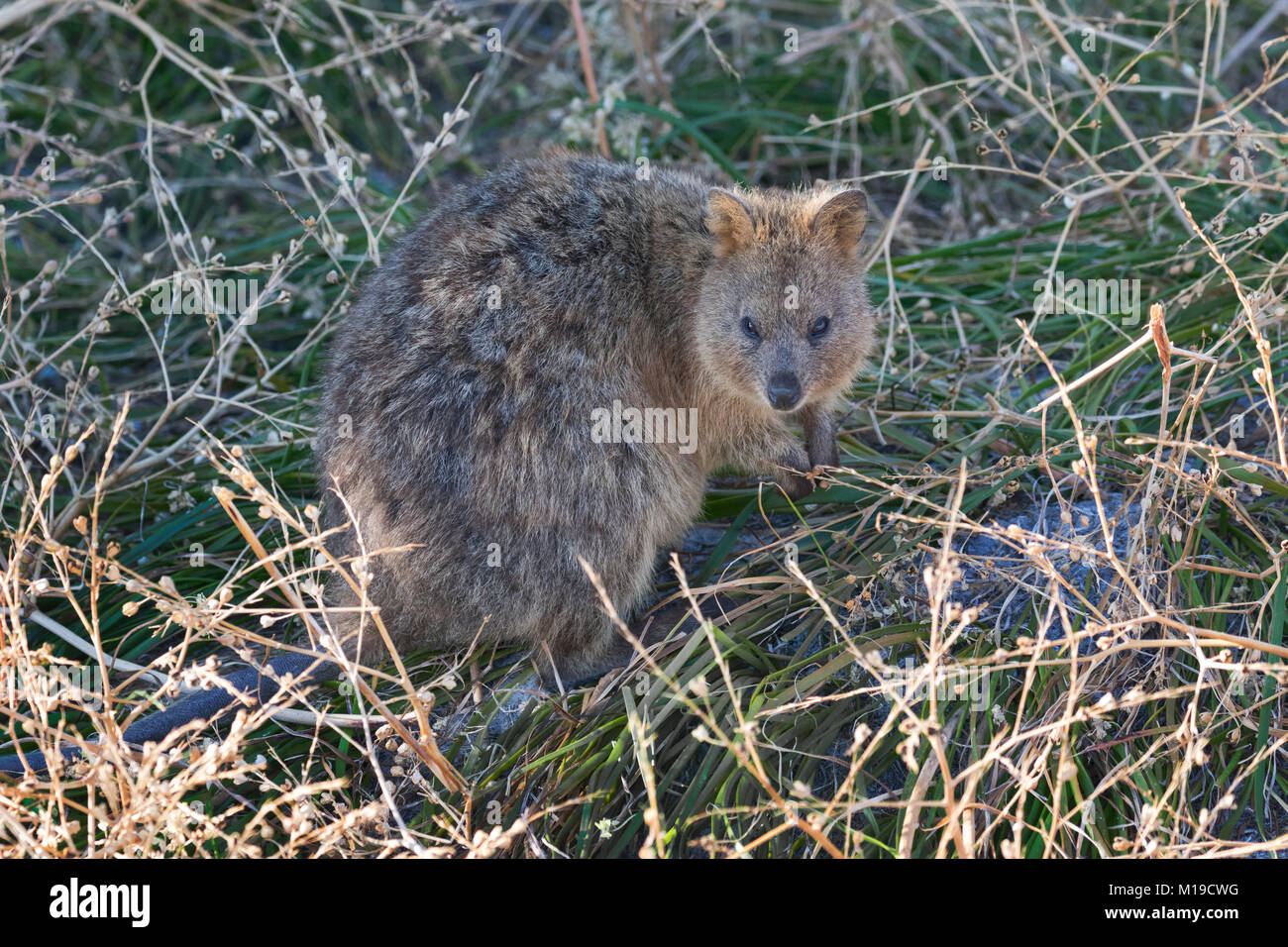 Ein quokka (Setonix Brachyurus) auf Rottnest Island, Perth, Western ...
