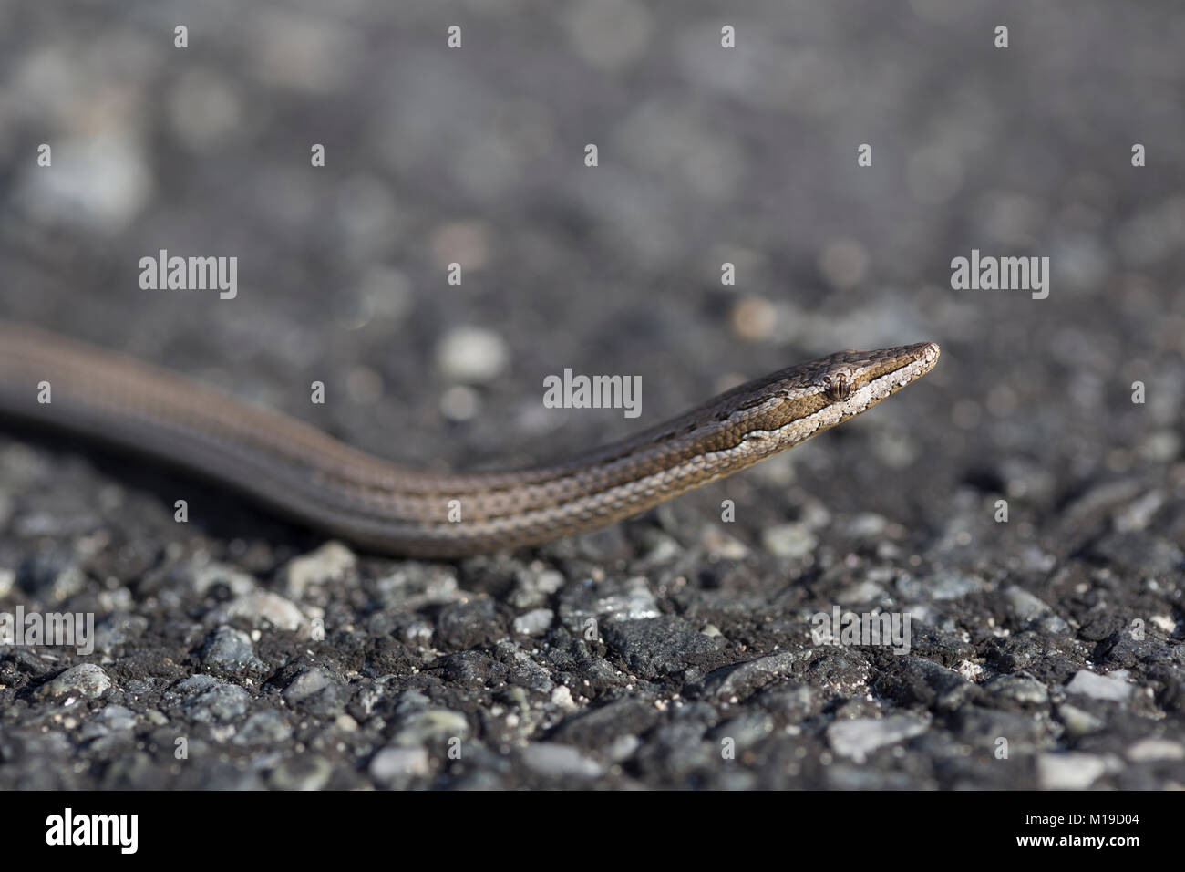 Reptil perth wa -Fotos und -Bildmaterial in hoher Auflösung – Alamy