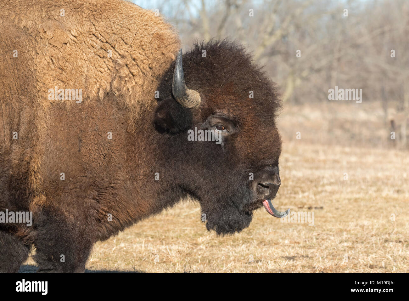 Wildlife Bison Stockfotos und -bilder Kaufen - Alamy