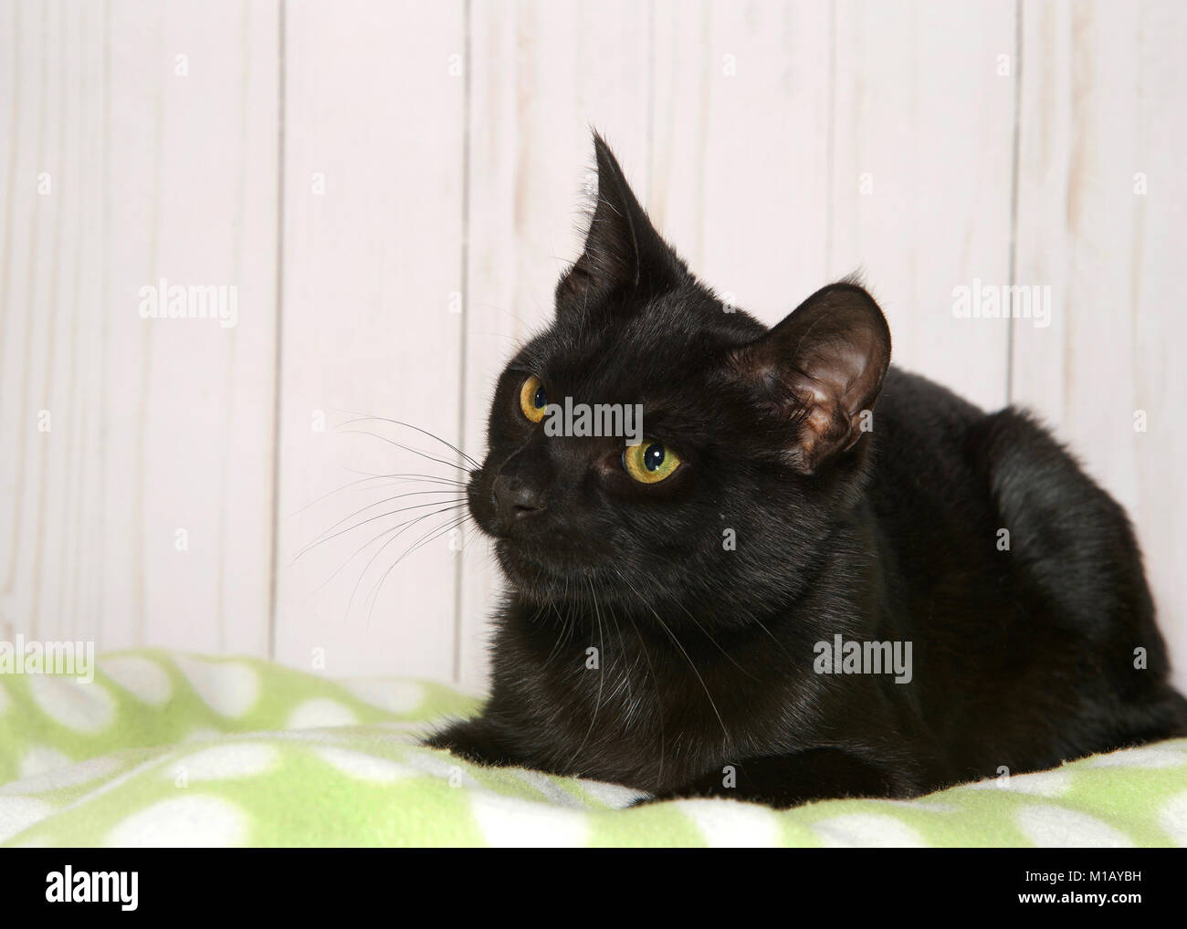 Hauskatze, die auf das bett legt -Fotos und -Bildmaterial in hoher ...
