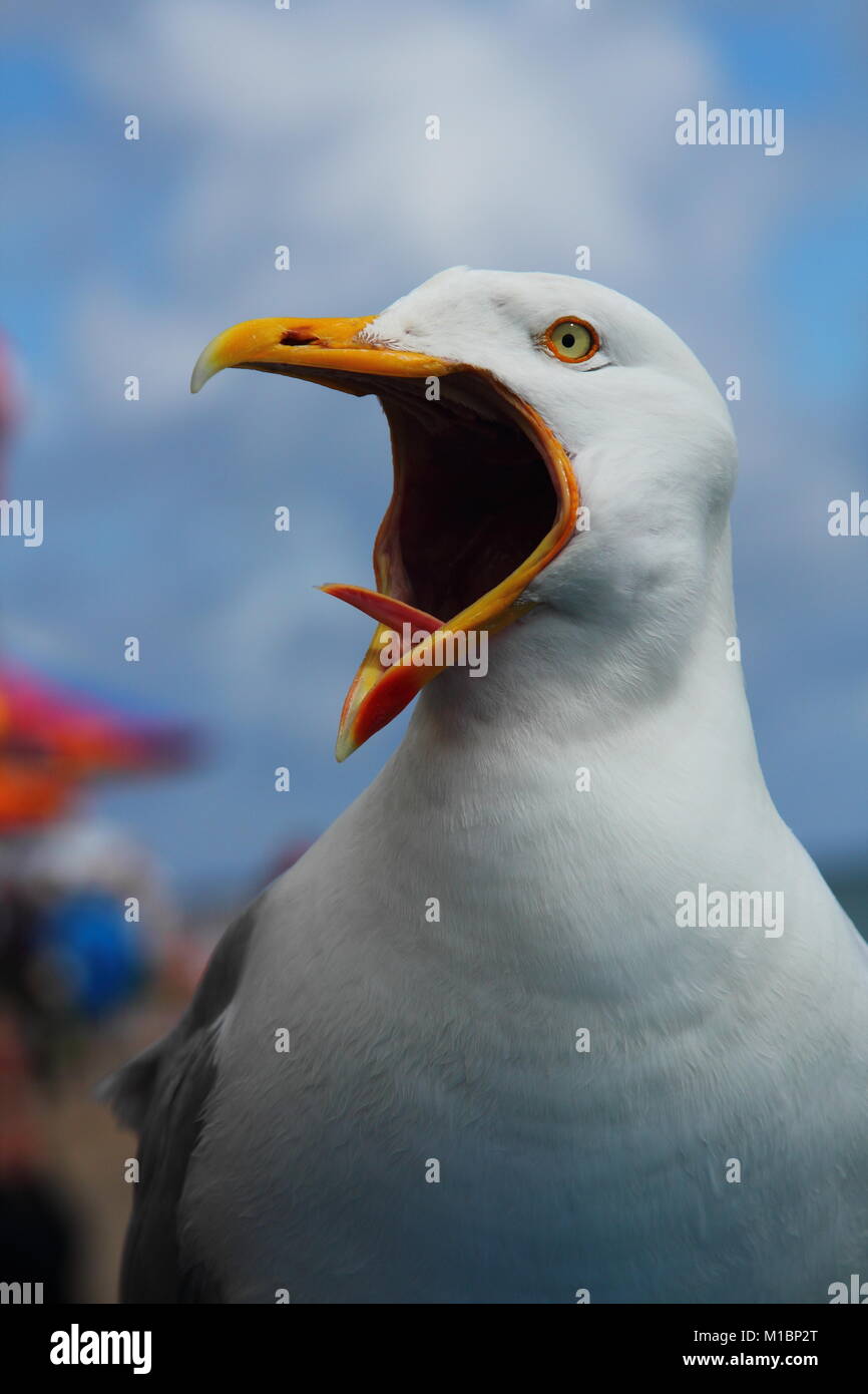 Angry seagull -Fotos und -Bildmaterial in hoher Auflösung – Alamy