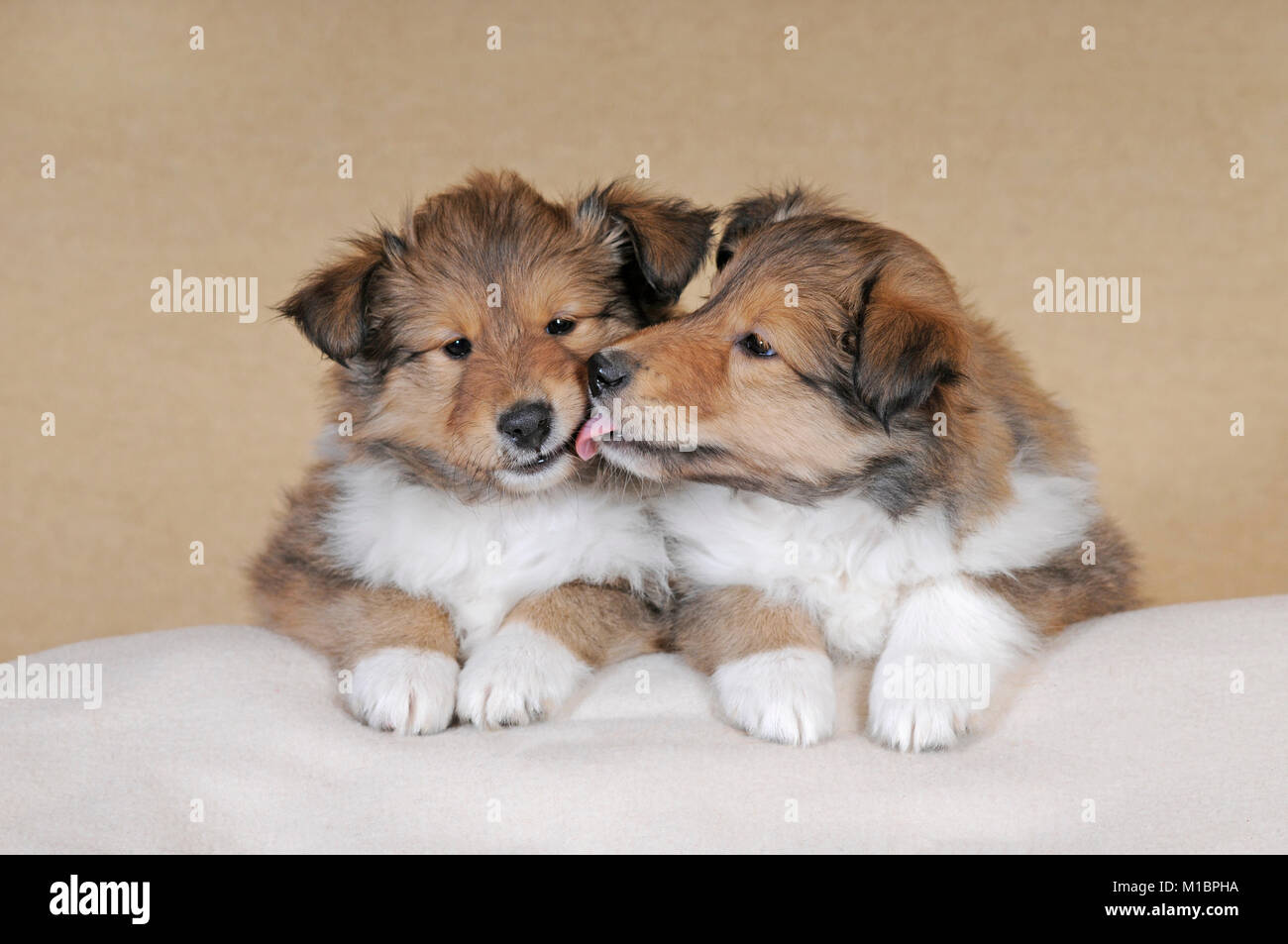 Collie Langhaar, Zobel, zwei Welpen 8 Wochen, Nebeneinander, lecken ...