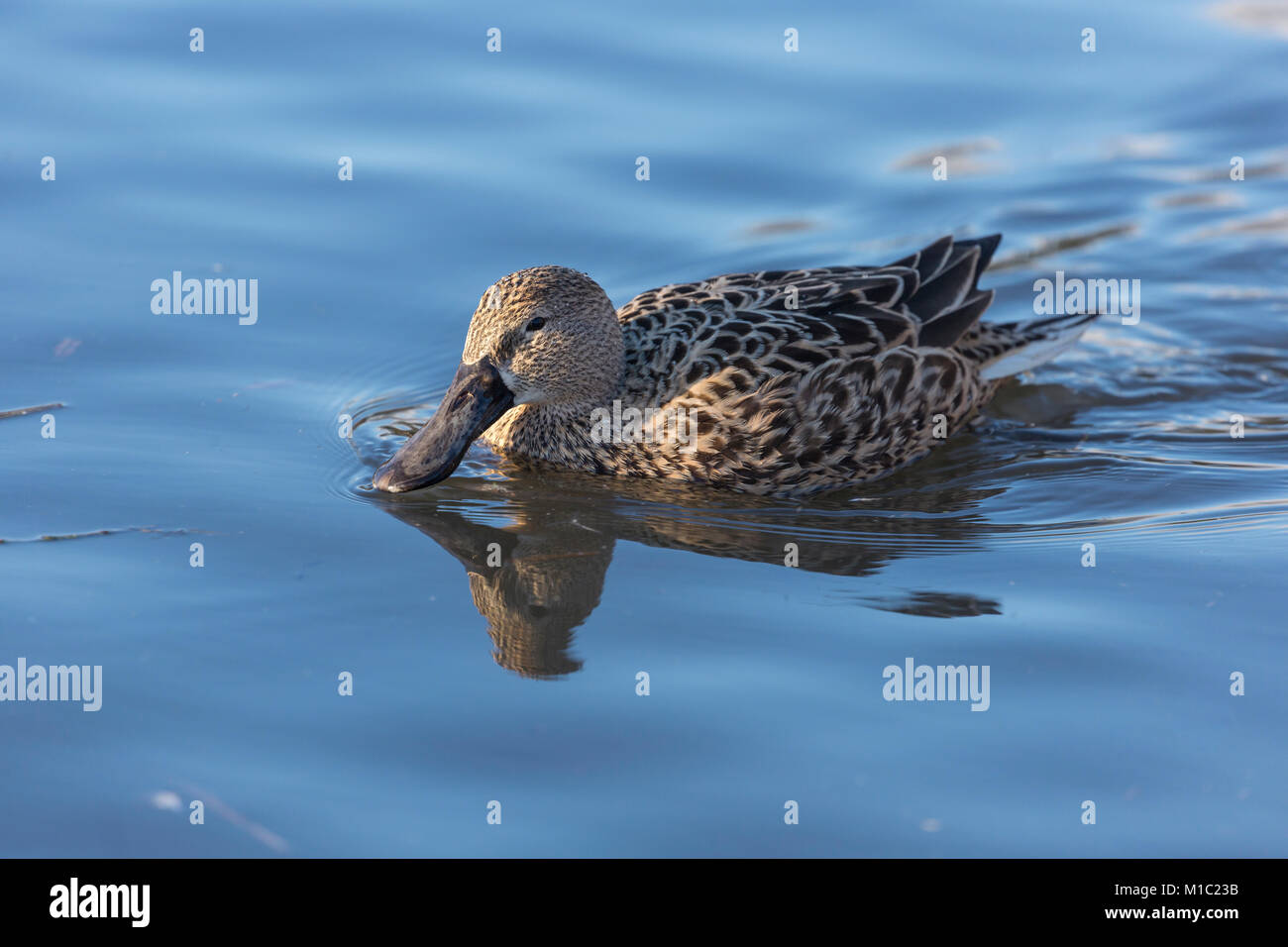 Anas platalea -Fotos und -Bildmaterial in hoher Auflösung – Alamy