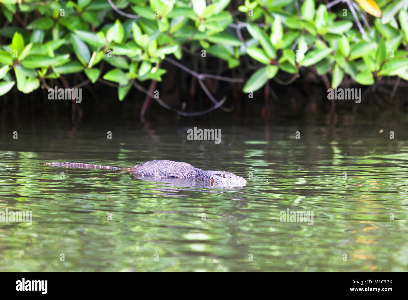 Maduganga See, Balapitiya, Sri Lanka - ein riesiger waran Schwimmen in ...