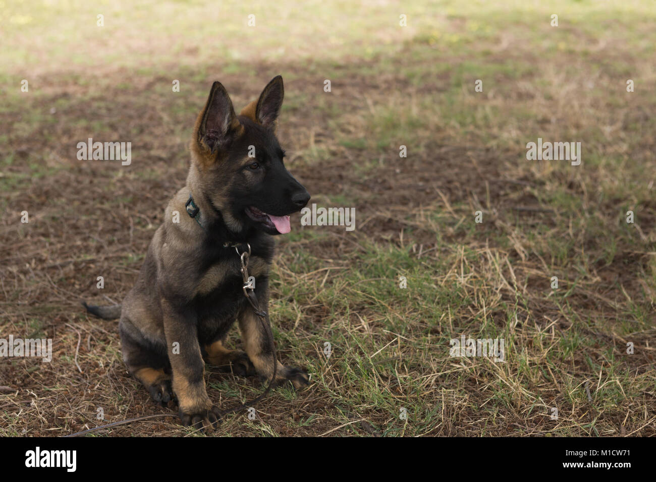 Farm shepherd -Fotos und -Bildmaterial in hoher Auflösung – Alamy