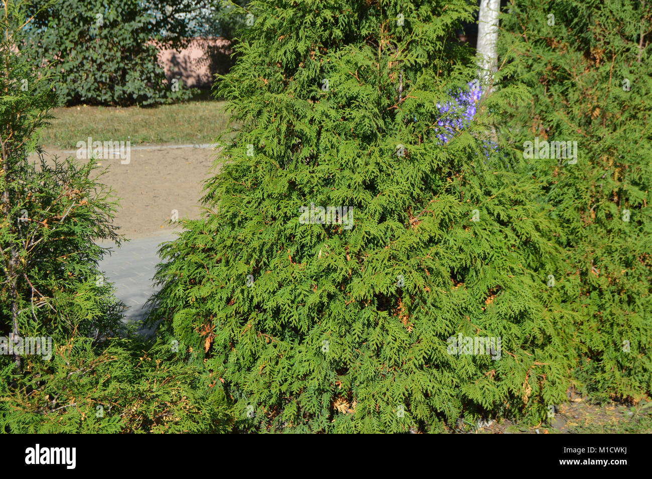 Thuja Tree Stockfotos und -bilder Kaufen - Alamy