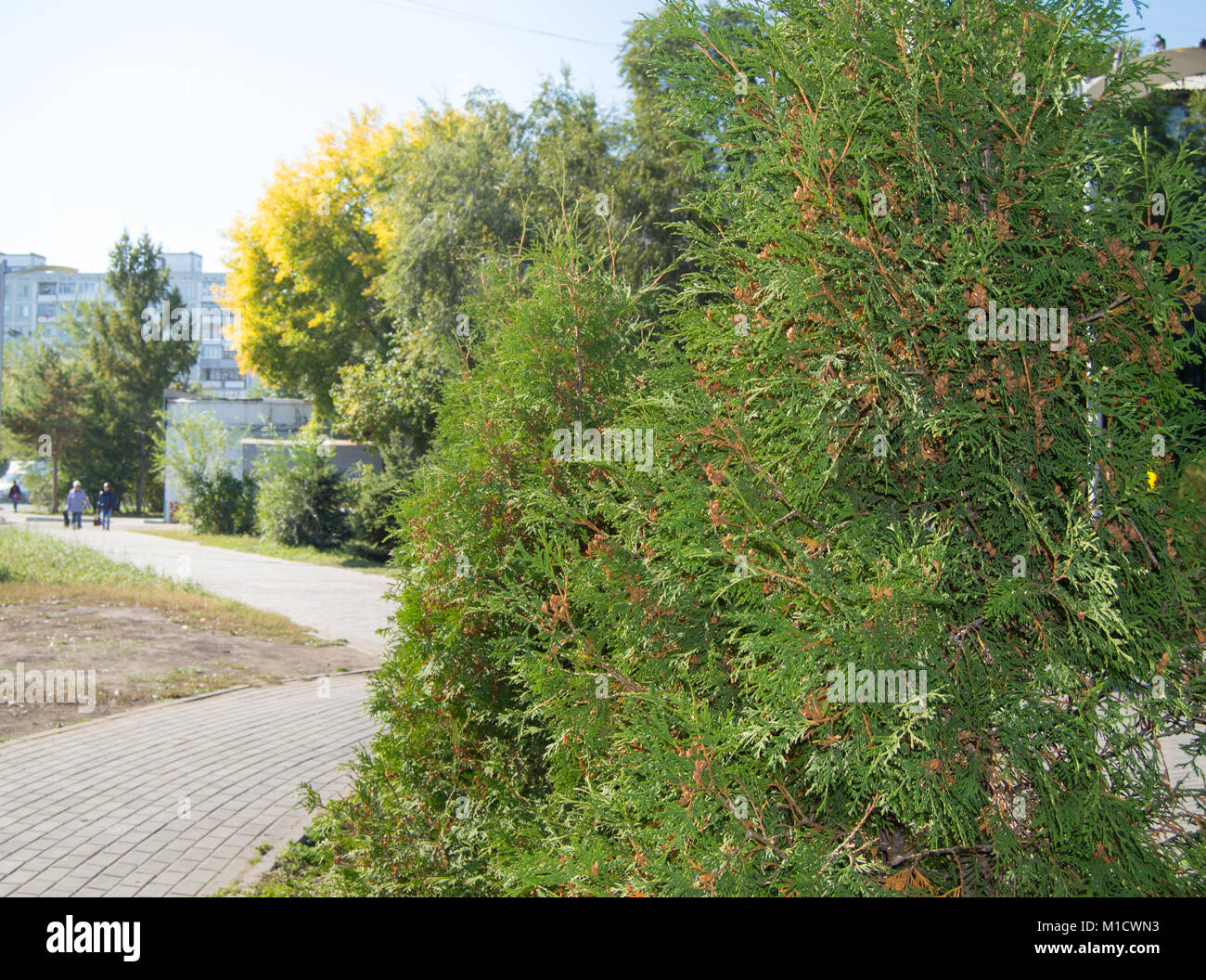 Thuja Tree Stockfotos und -bilder Kaufen - Alamy