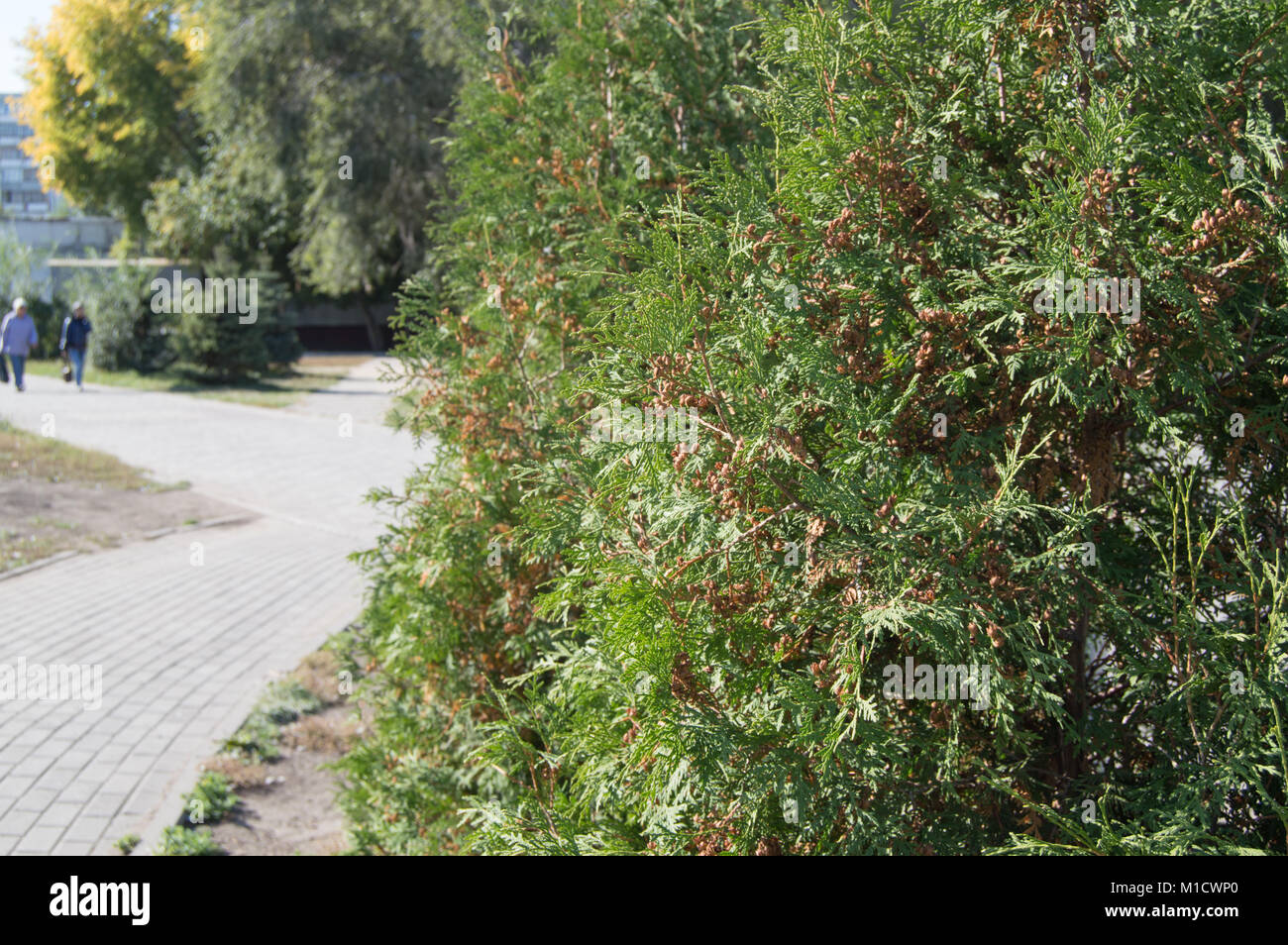 Thuja Tree Stockfotos und -bilder Kaufen - Alamy