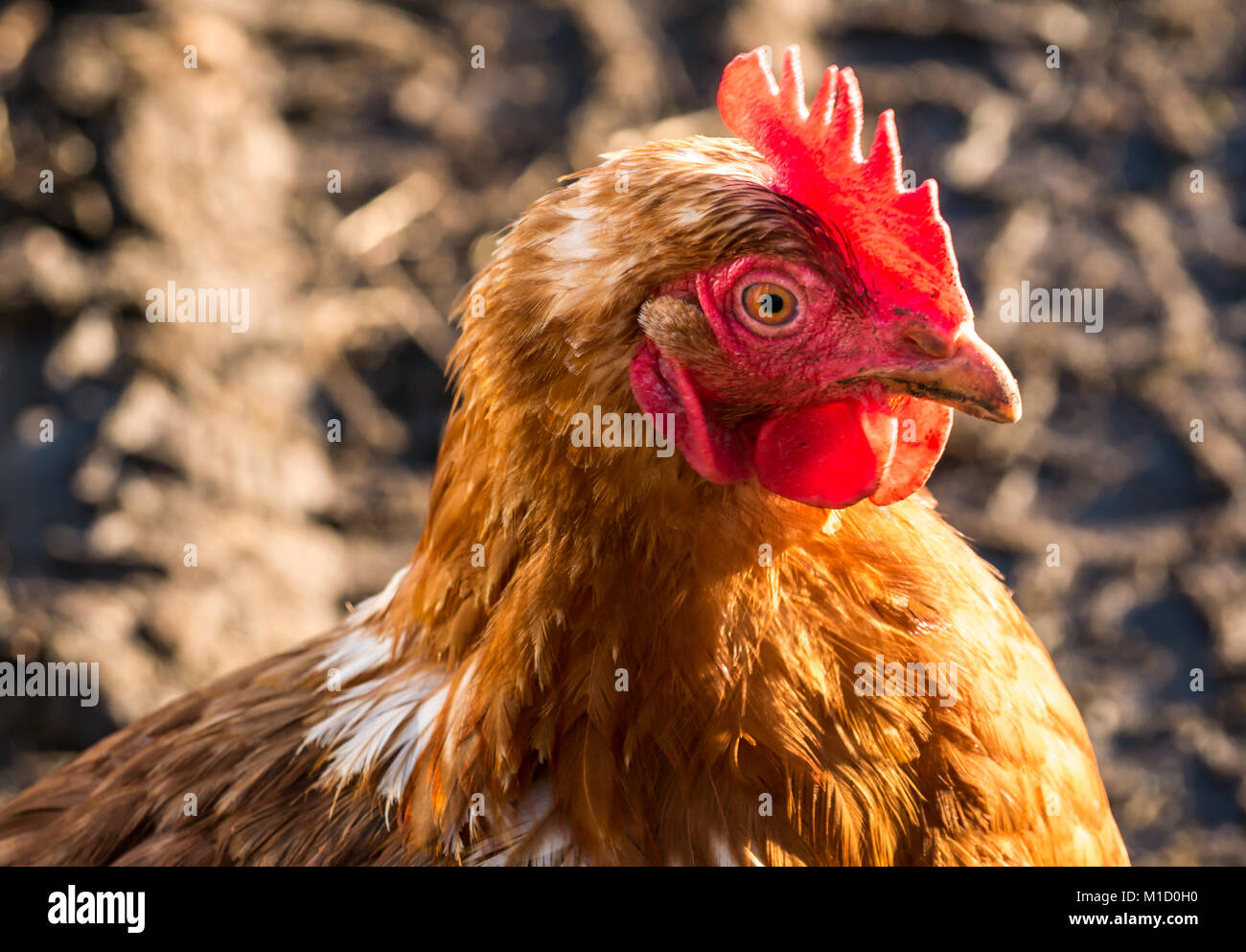 Orpington henne -Fotos und -Bildmaterial in hoher Auflösung – Alamy