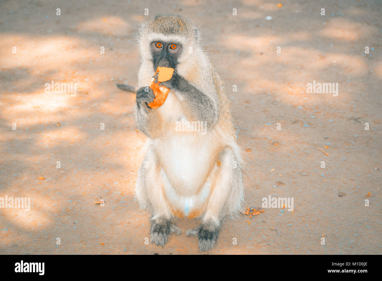 Affe finger -Fotos und -Bildmaterial in hoher Auflösung – Alamy