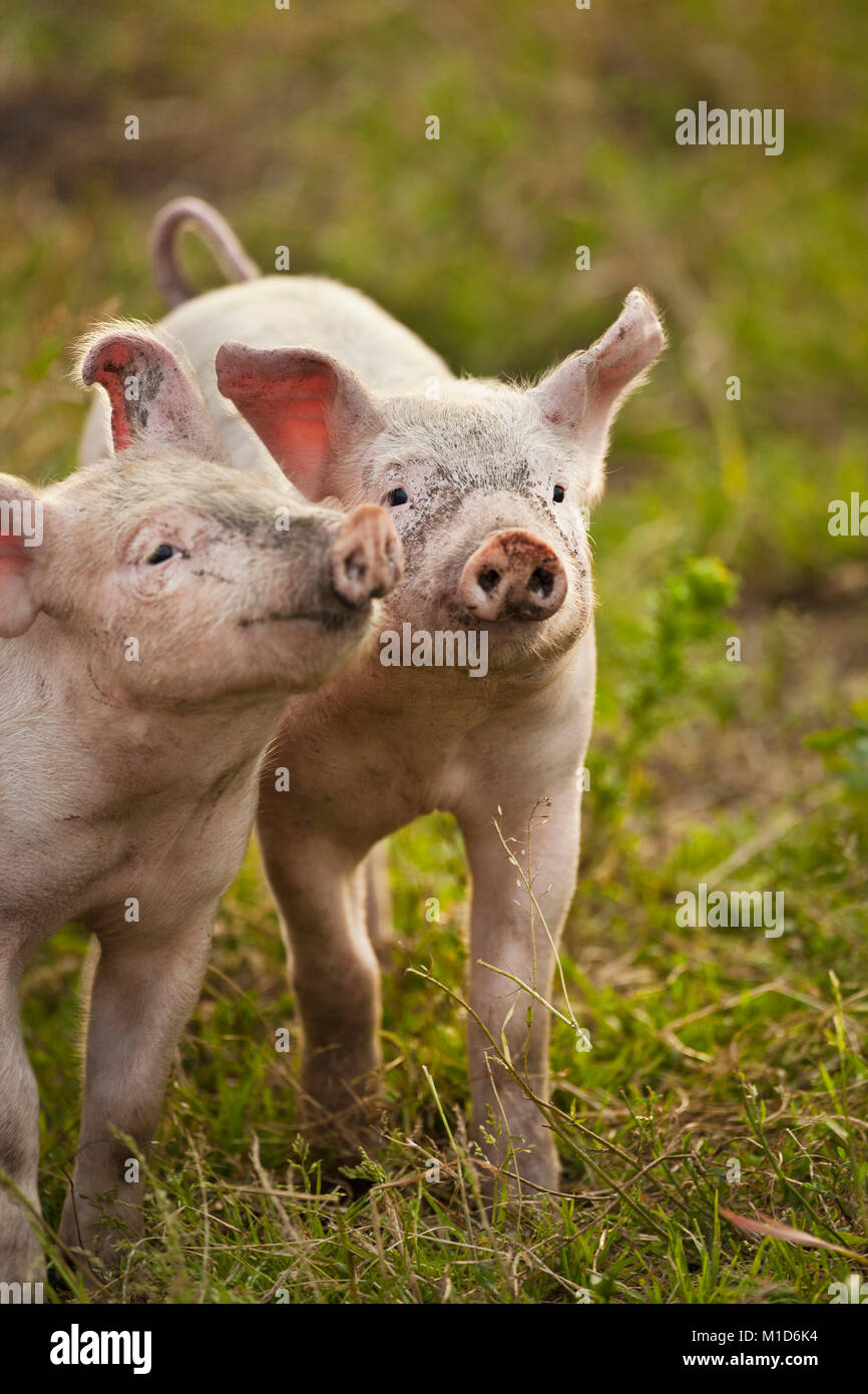 Die Niederlande, Kortenhoef, Schweine. Ferkel Stockfotografie - Alamy