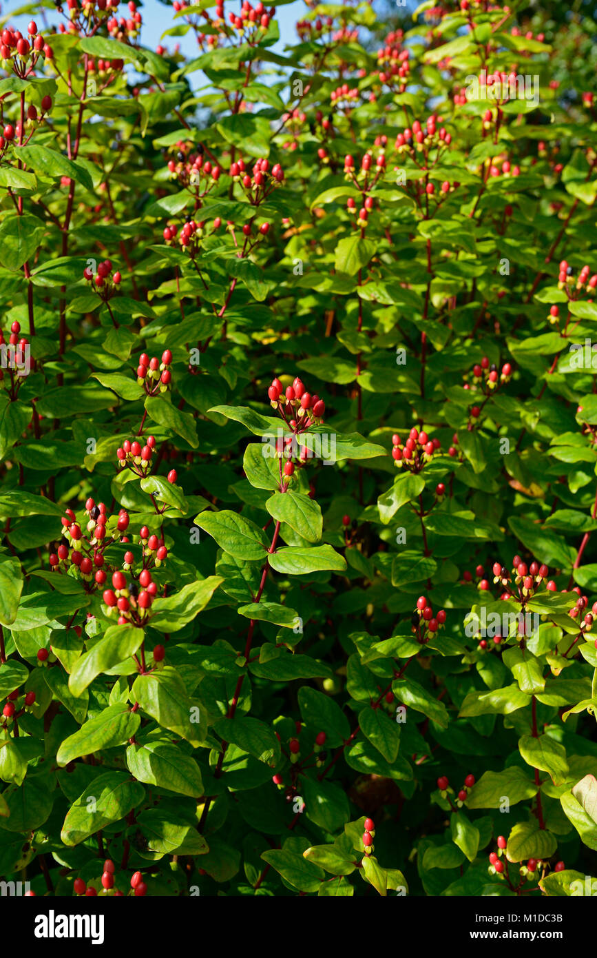 Rote hypericum beeren -Fotos und -Bildmaterial in hoher Auflösung – Alamy