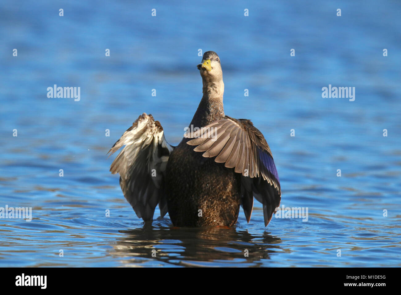 Dunkel ente -Fotos und -Bildmaterial in hoher Auflösung – Alamy
