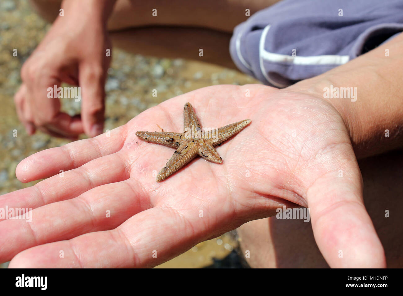 Kleiner seestern am strand -Fotos und -Bildmaterial in hoher Auflösung ...