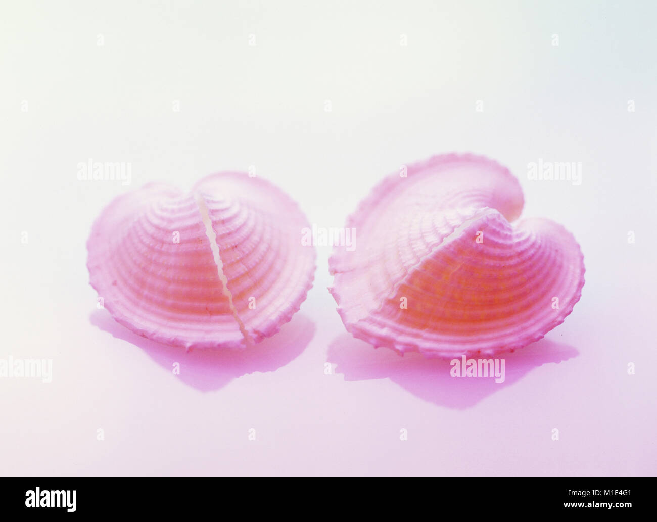 Heart cockle -Fotos und -Bildmaterial in hoher Auflösung – Alamy