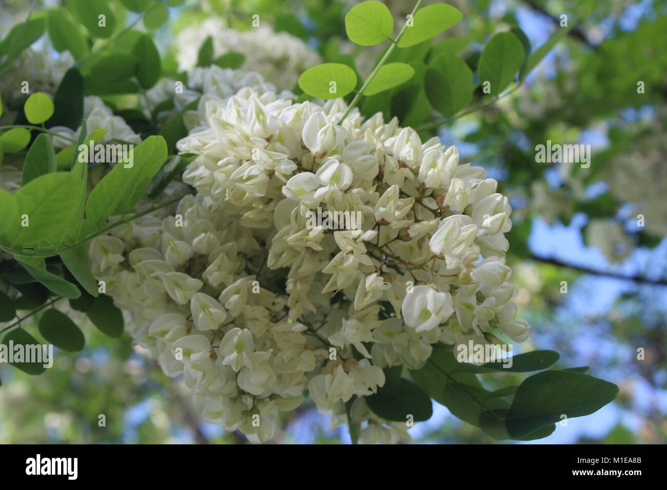 Yvavilebi mzeze -Fotos und -Bildmaterial in hoher Auflösung – Alamy
