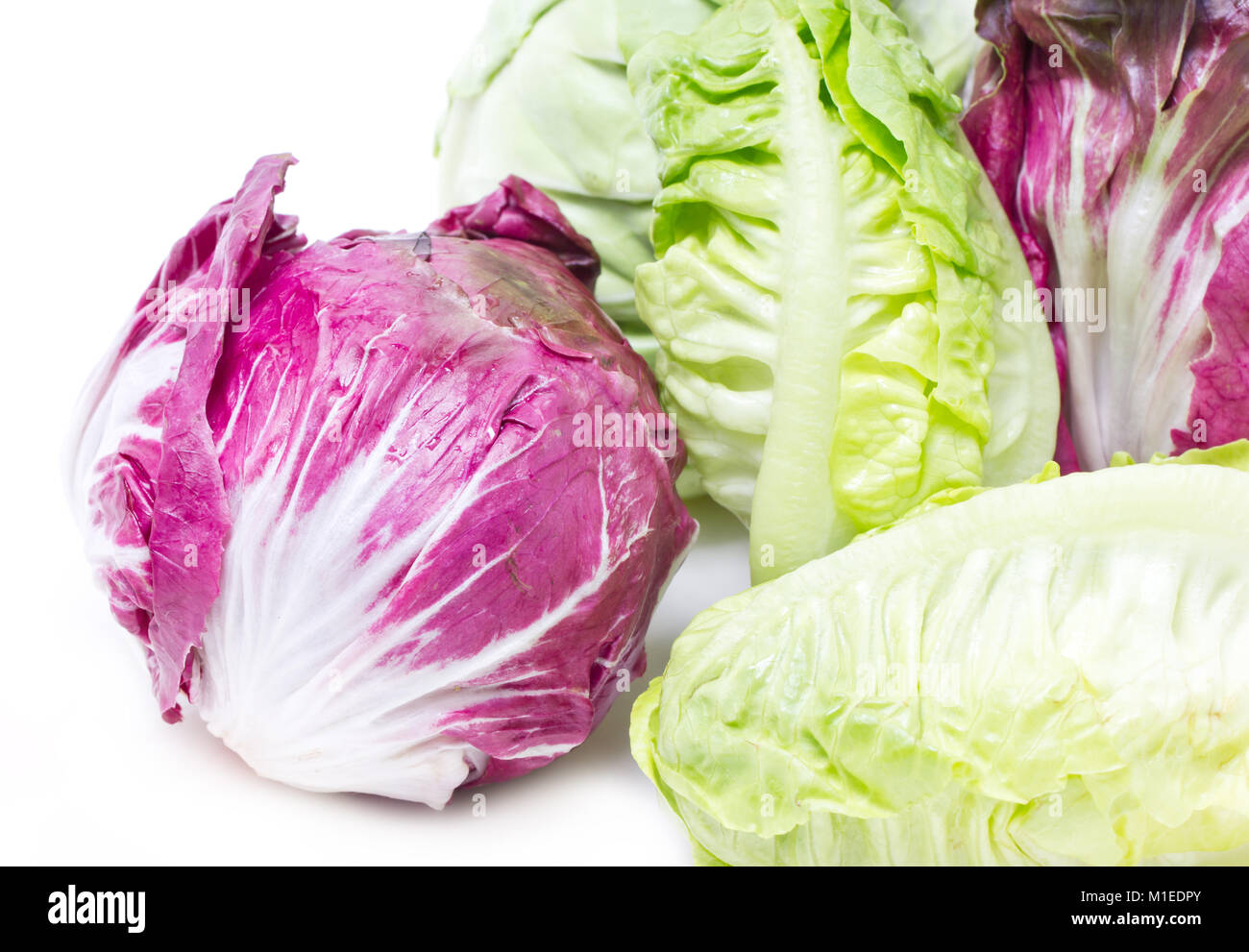 Radicchio harvest -Fotos und -Bildmaterial in hoher Auflösung – Alamy