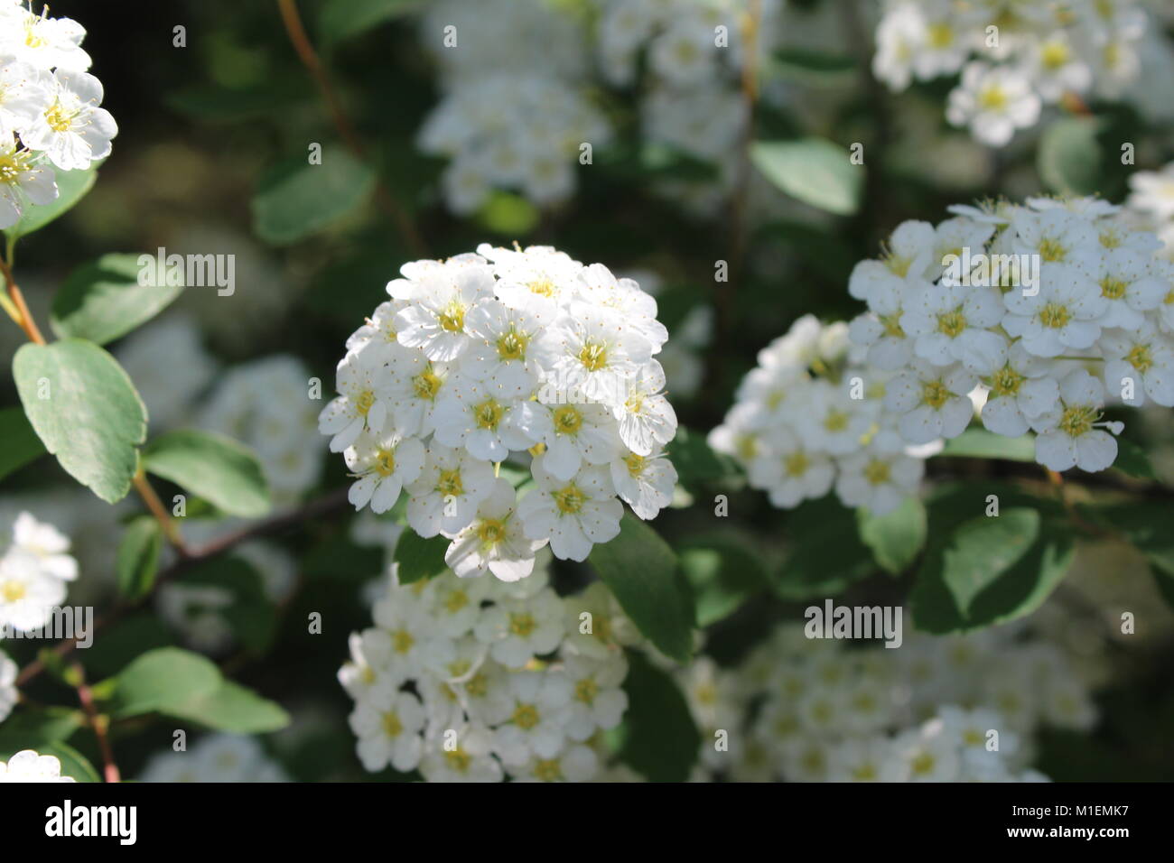 Yvavilebi mzeze -Fotos und -Bildmaterial in hoher Auflösung – Alamy