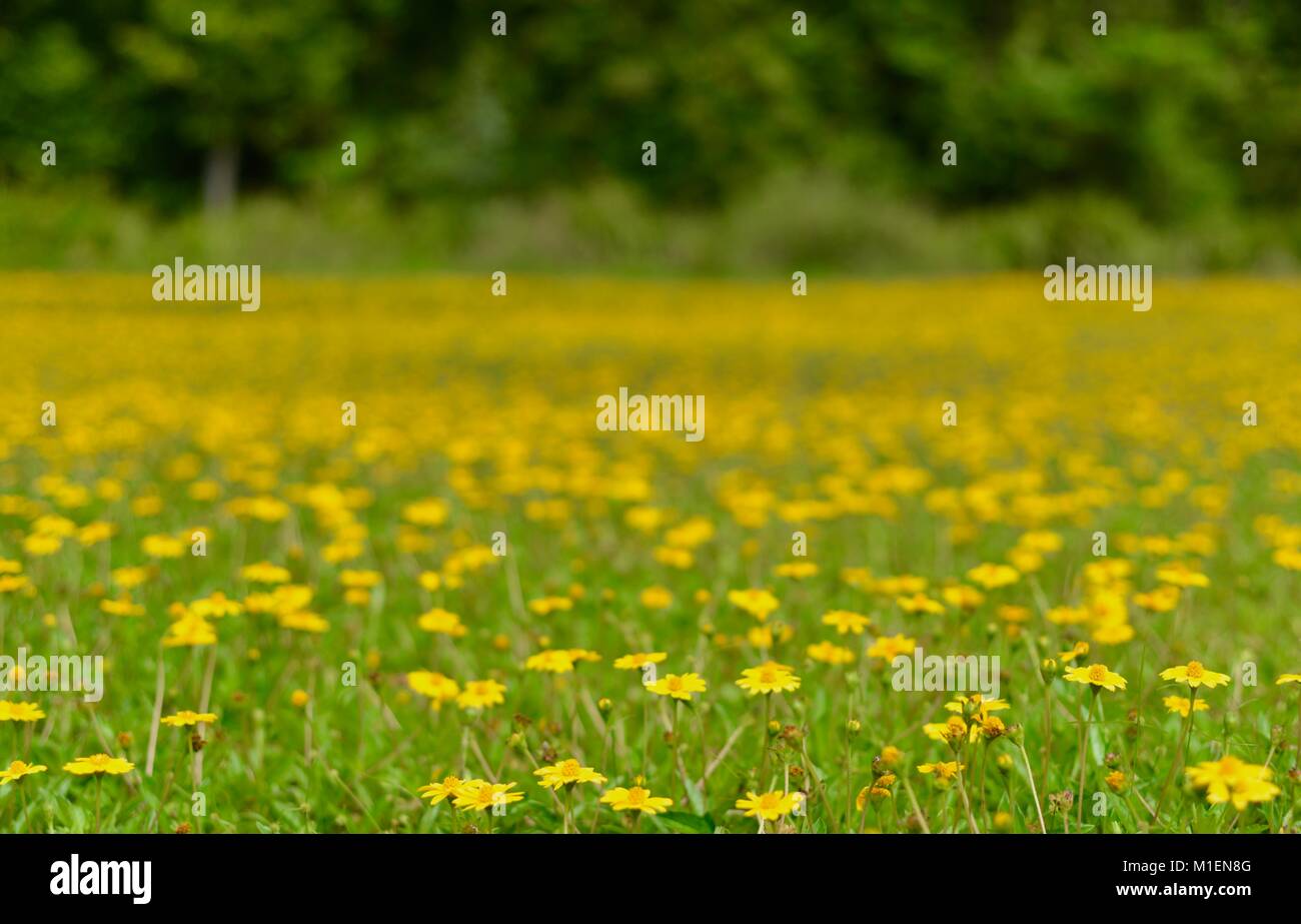 Liste der weltweit invasiven arten -Fotos und -Bildmaterial in hoher ...