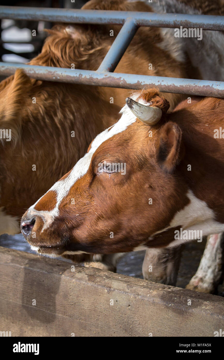 Calcium farm landwirtschaft -Fotos und -Bildmaterial in hoher Auflösung ...