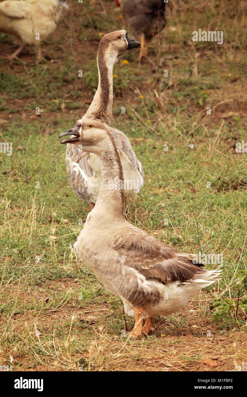 Eine graubraune gans -Fotos und -Bildmaterial in hoher Auflösung – Alamy
