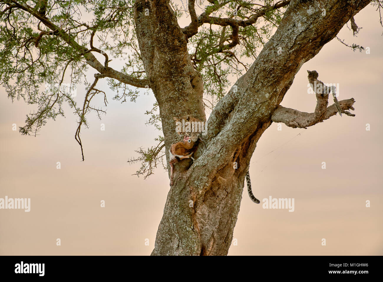 Leopard cub mit Beute im Baum, Panthera Pardus, in der Serengeti ...