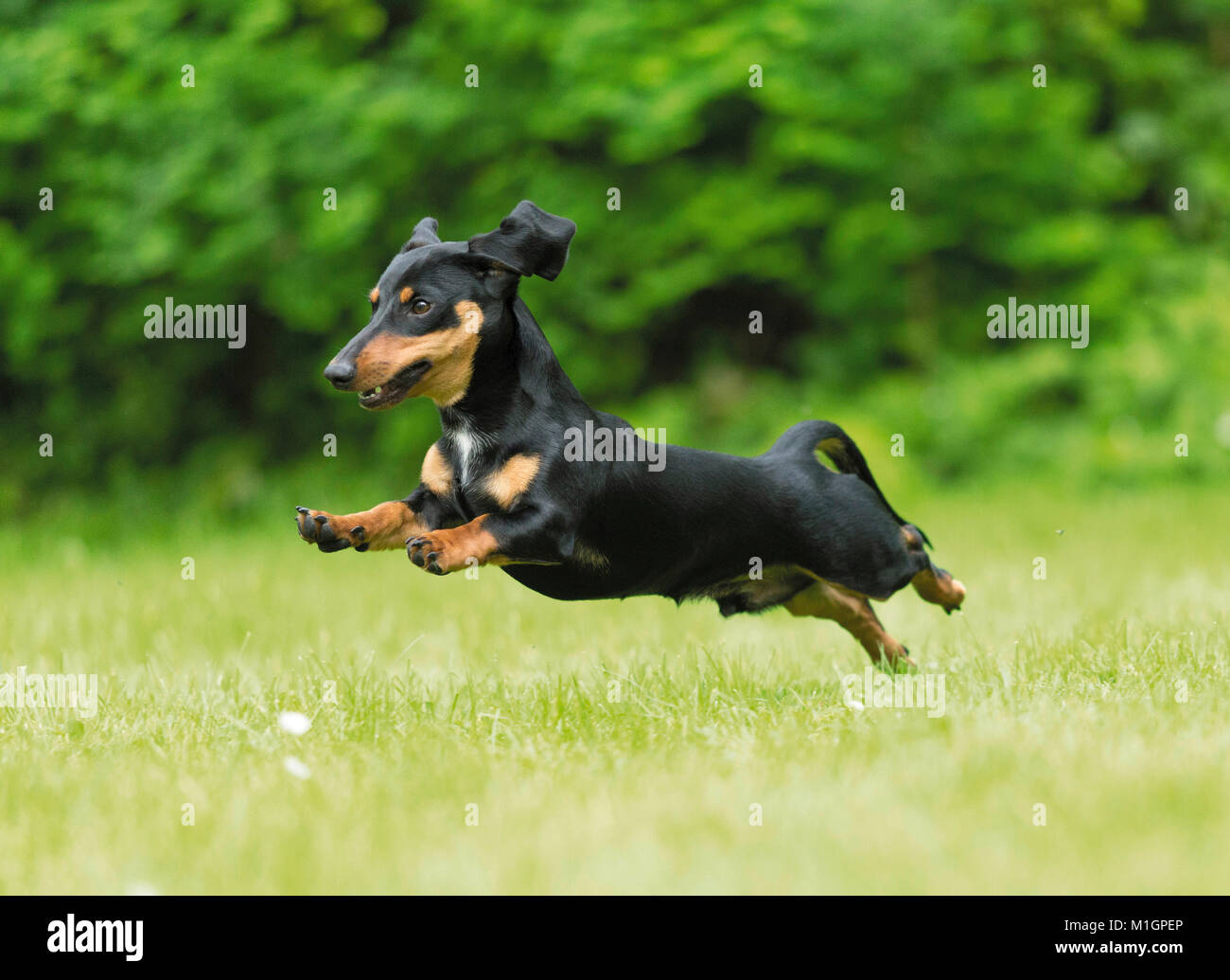 Kurzhaarige Dackel. Nach laufen auf einer Wiese. Deutschland ...