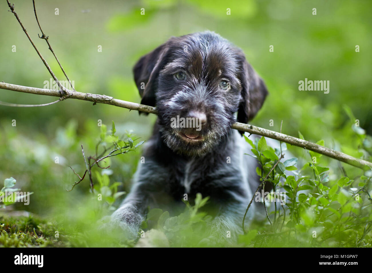 German wirehaired pointer puppy -Fotos und -Bildmaterial in hoher ...