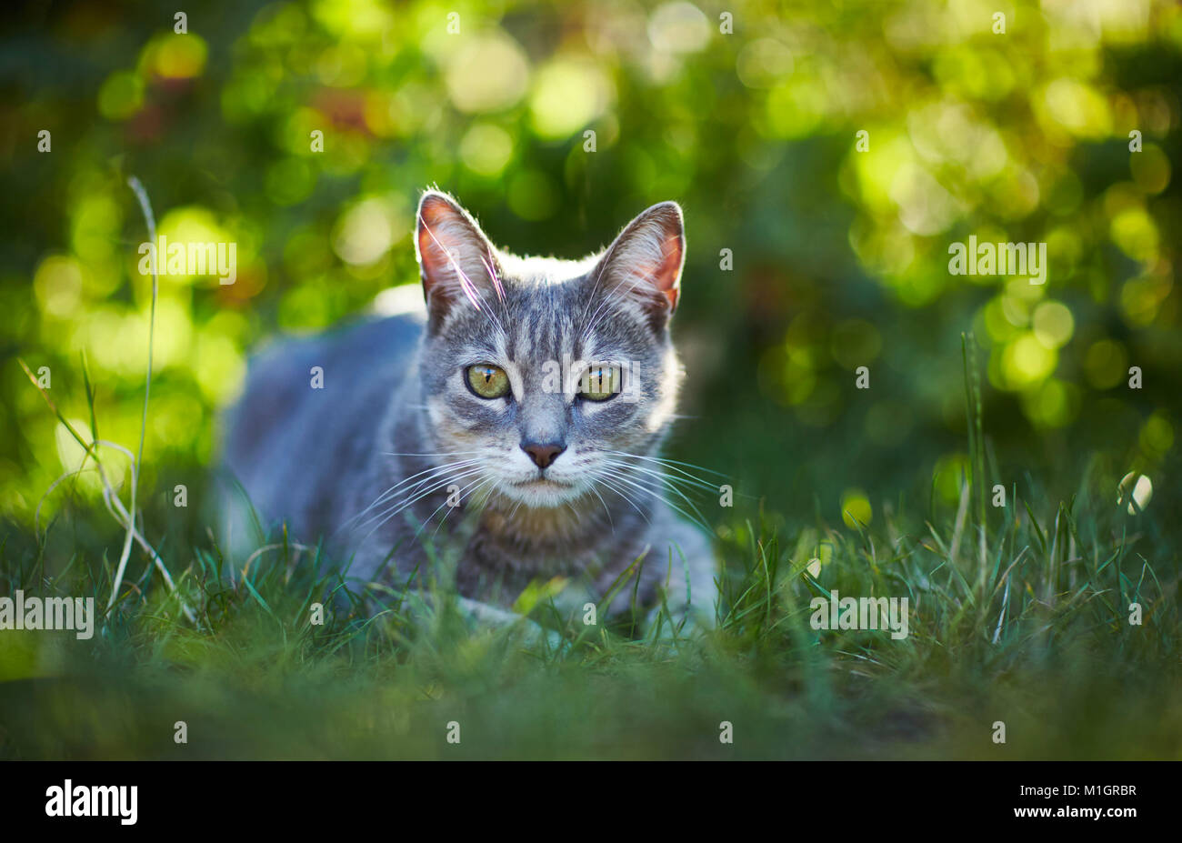 Der hauskatze -Fotos und -Bildmaterial in hoher Auflösung – Alamy