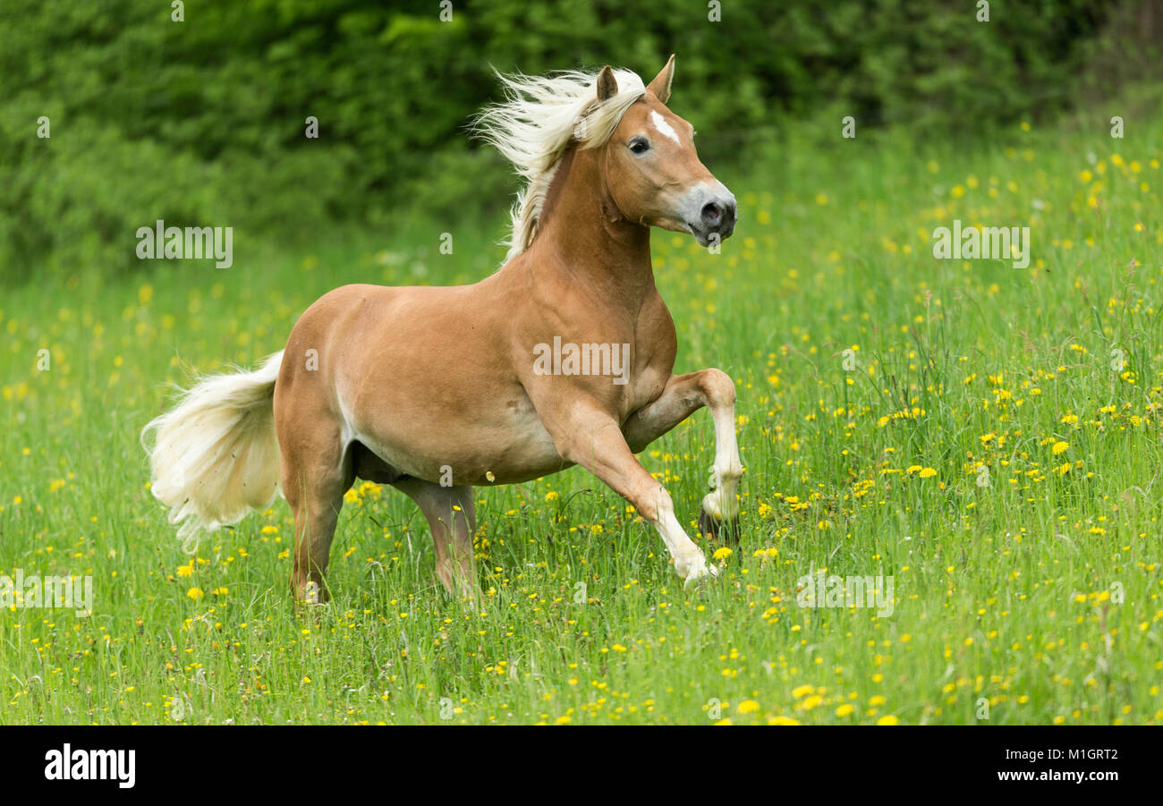 Haflingerpferd im galopp -Fotos und -Bildmaterial in hoher Auflösung – Alamy