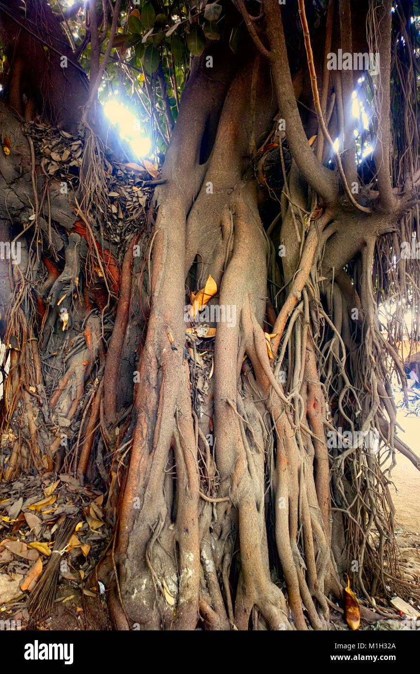 Großen Ficus. Heiliger Banyan Tree in Indien (Animismus Stockfotografie ...